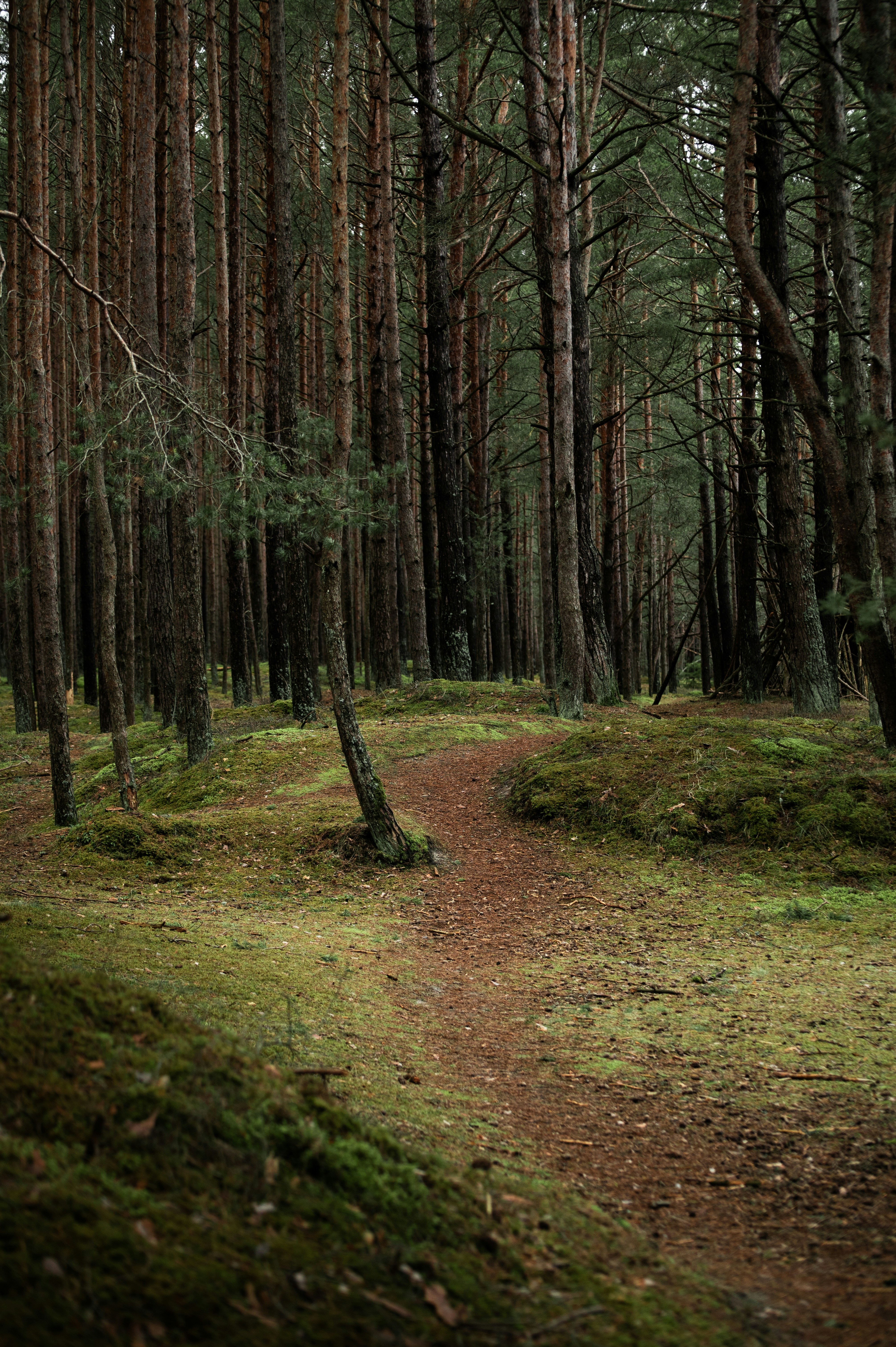 A path through a forest with lots of trees photo – Free Latvia Image on ...