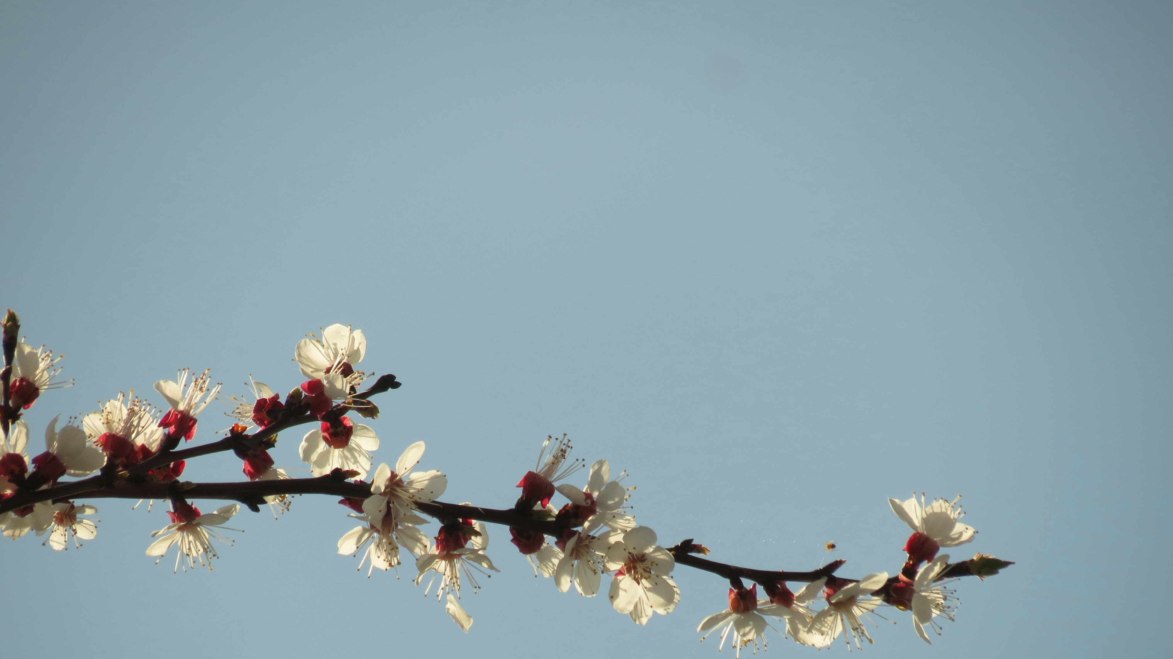 White blossoms along a branch against a clear blue sky, captured in a crisp photograph.