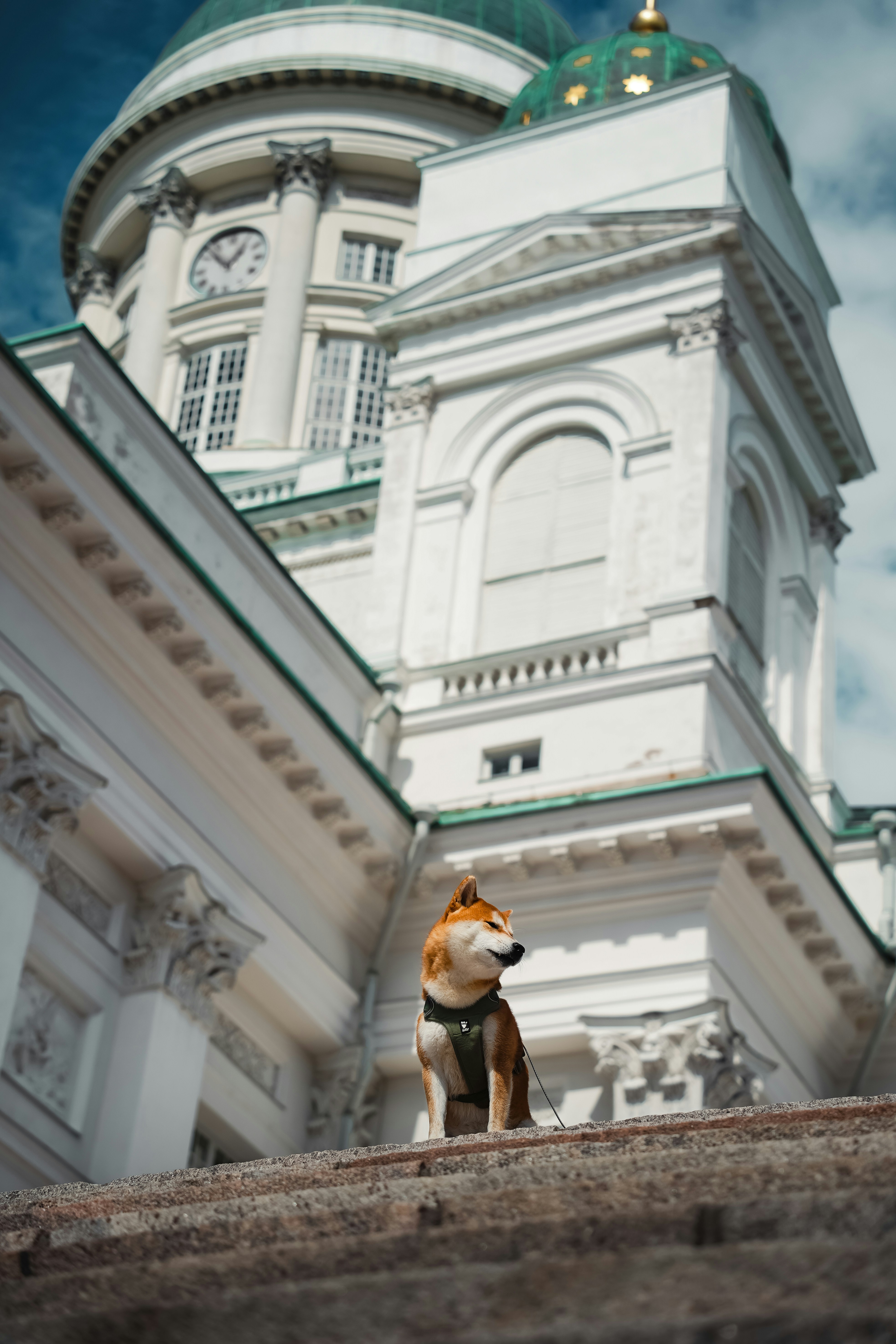 Stone Steps and the Clocktower Sentinel: A Shiba Inu Moment