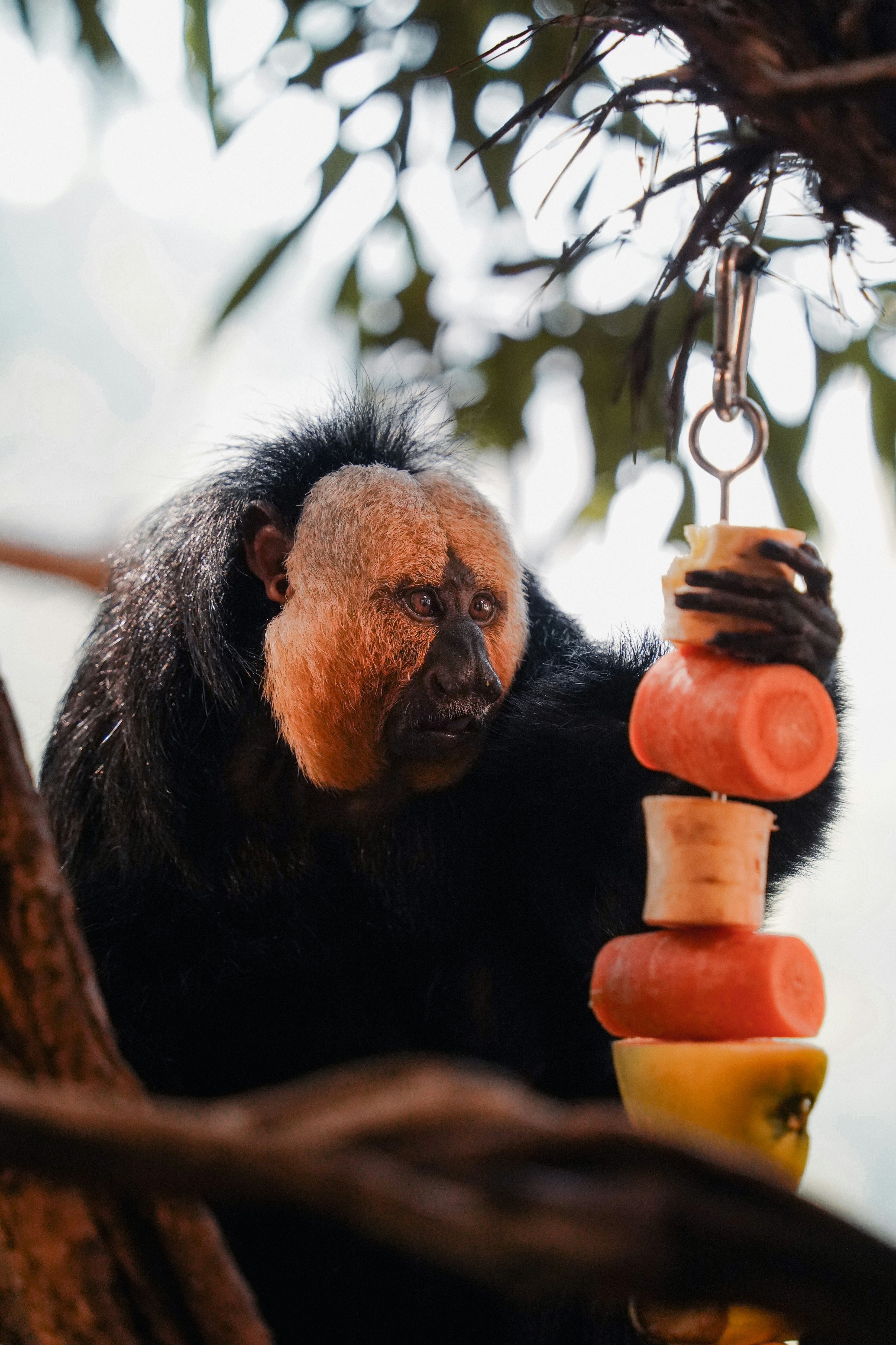 Golden-faced Primate Beneath Leafy Canopy