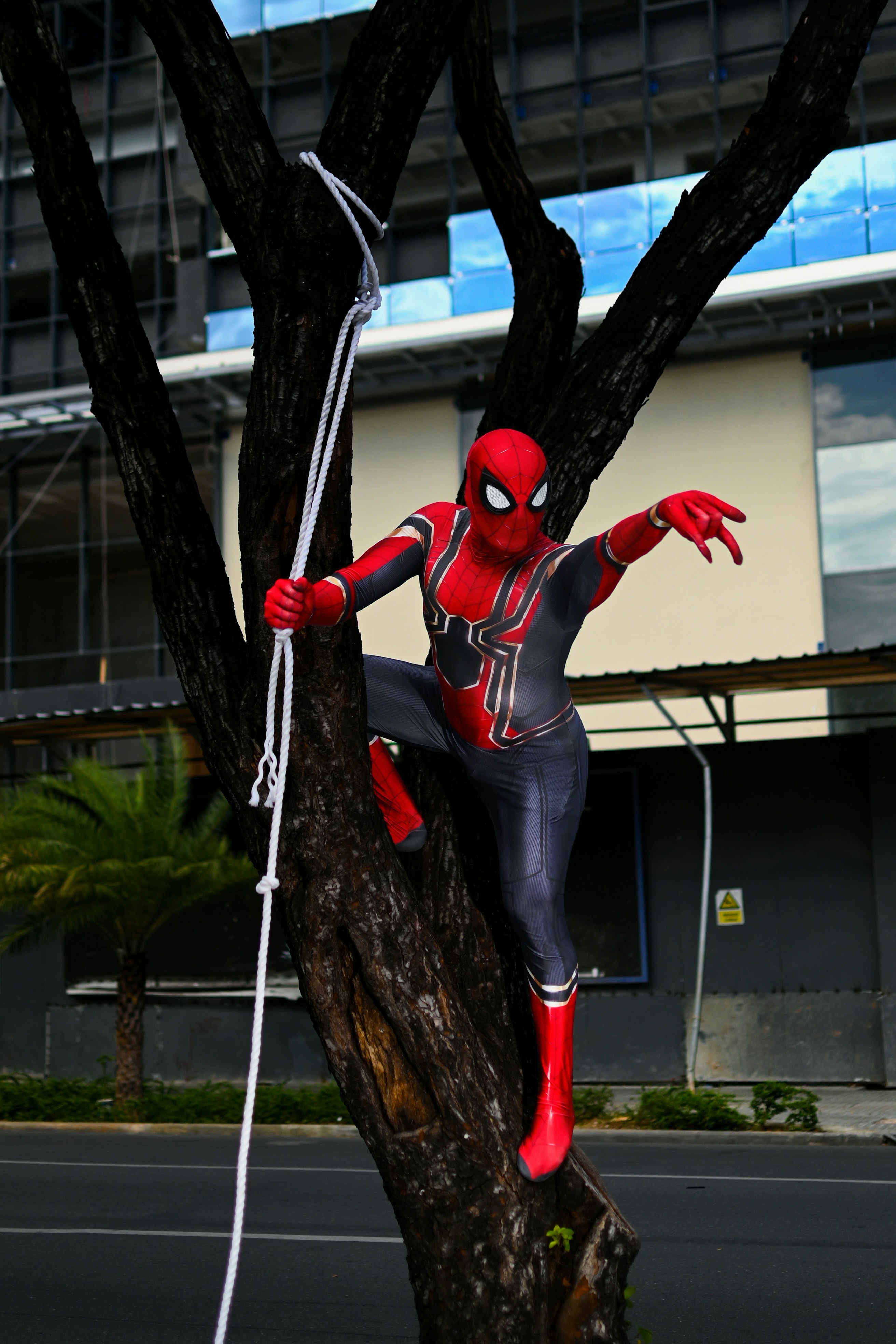 Urban Acrobat on the Tree: Spider-Man Clings Between Branches and Glass