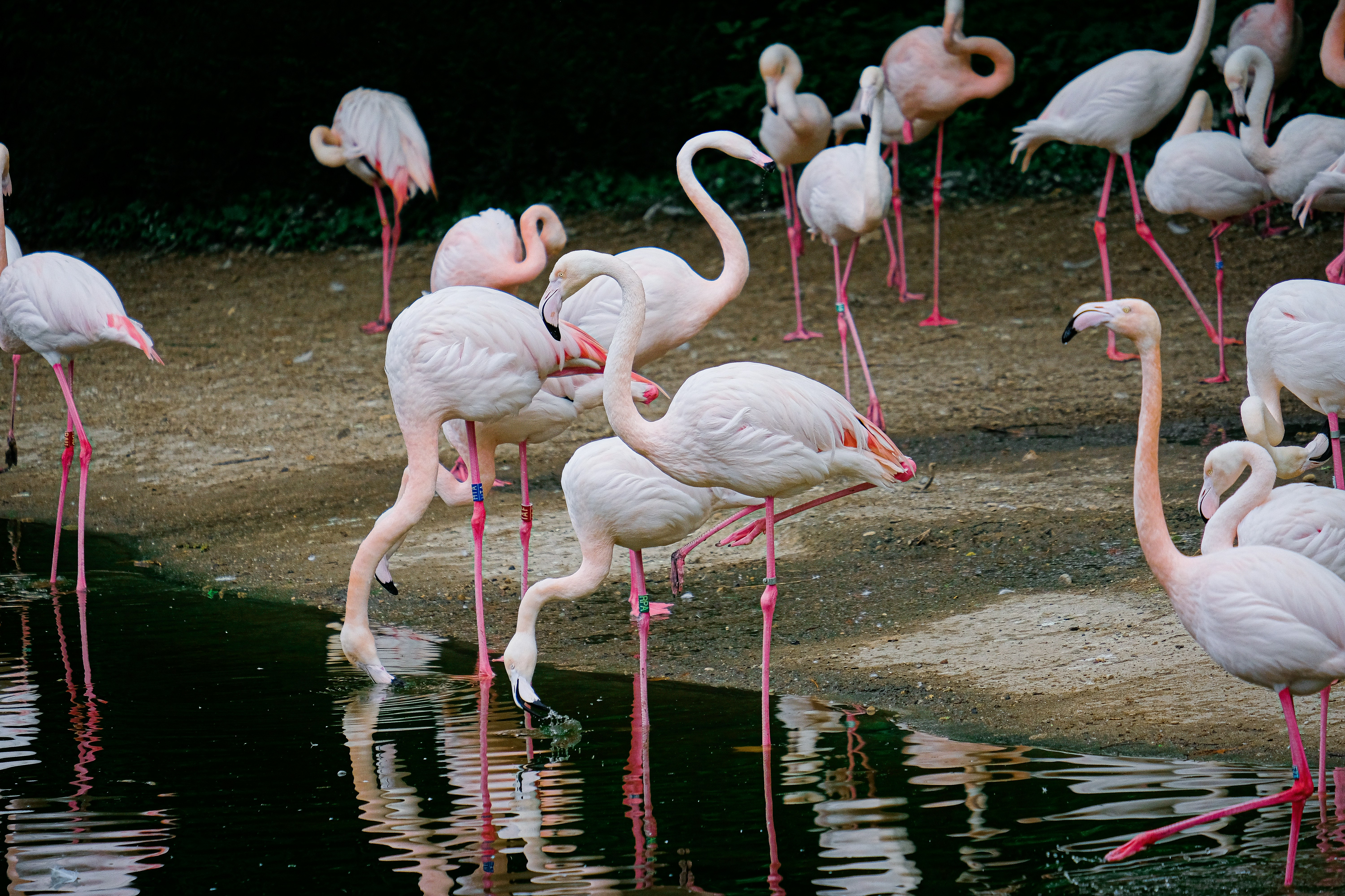 A group of flamingos standing around in the water photo – Free Animals ...