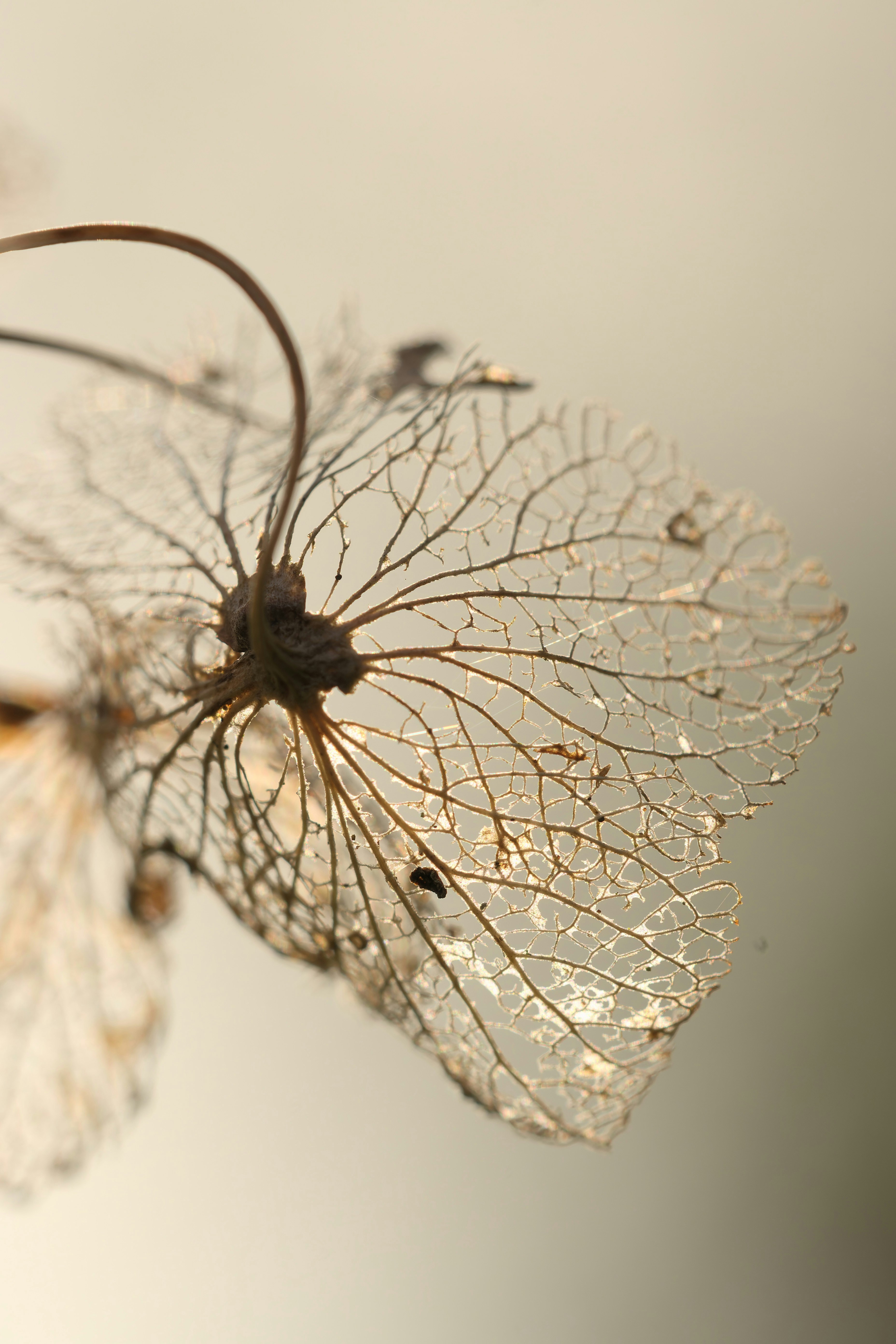 Photo by Dominik Scythe with Nikon Z50