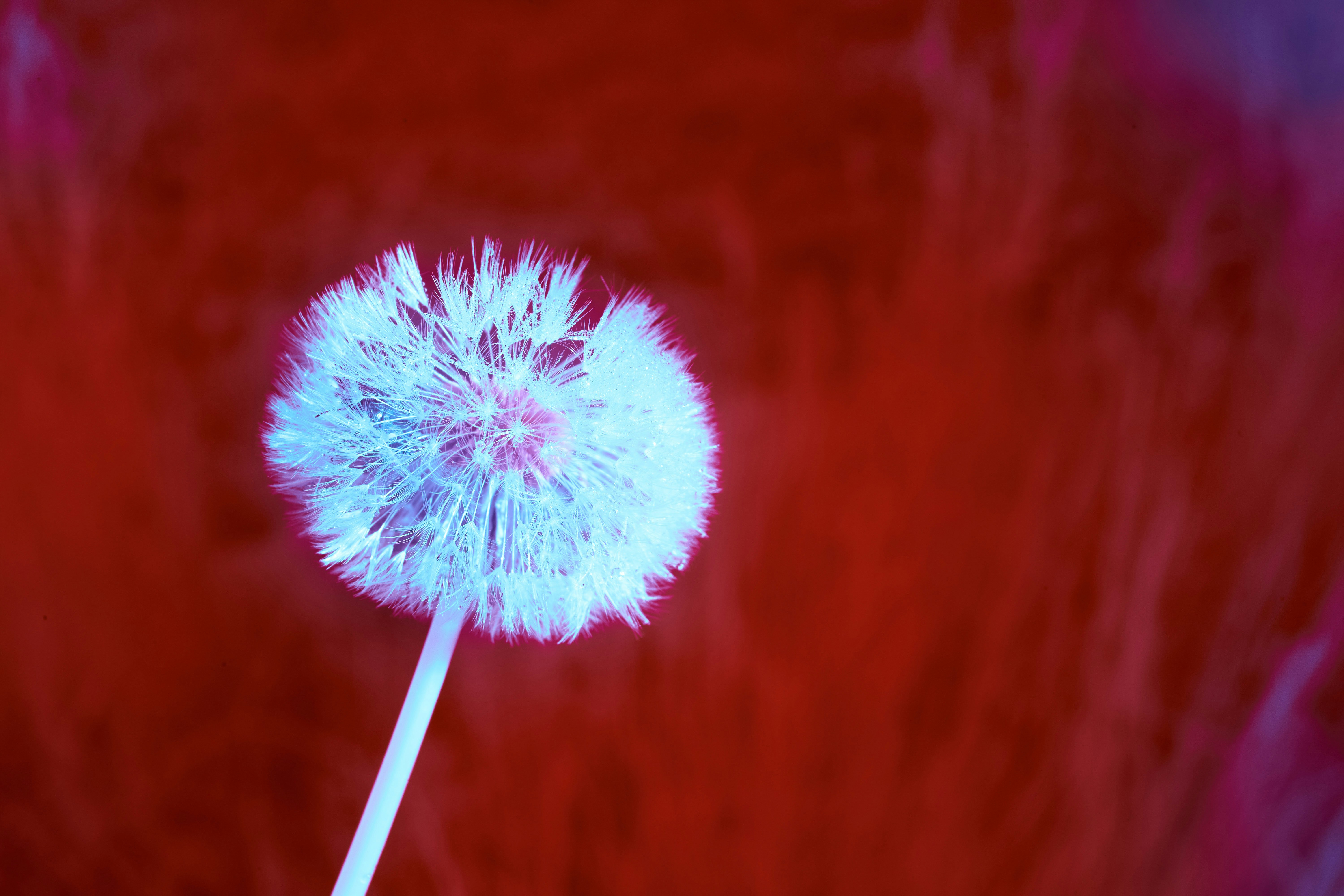 A close up of a dandelion on a red background photo – Free Plant Image ...