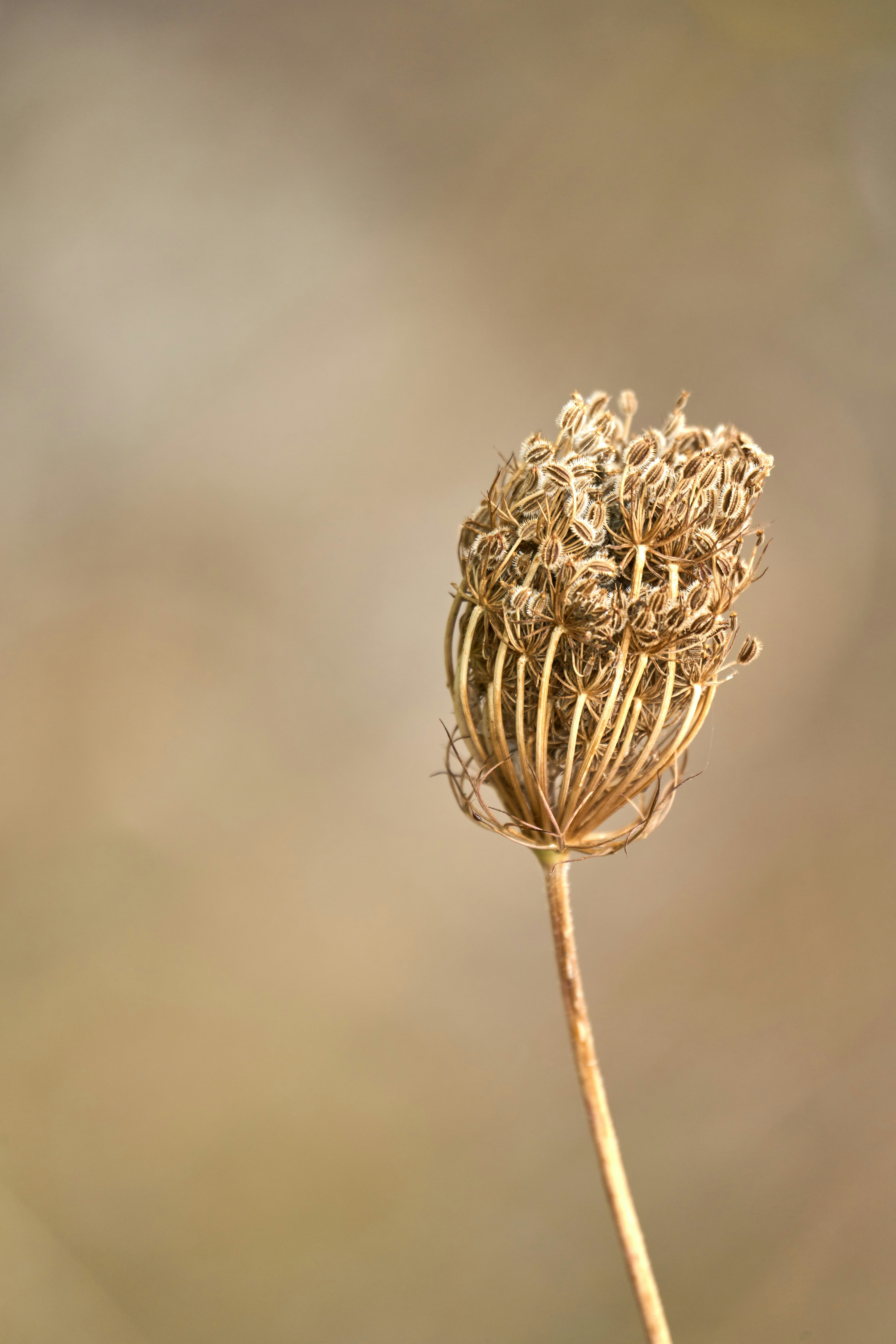 Photo by Wolfgang Hasselmann with Sony Alpha 7 IV