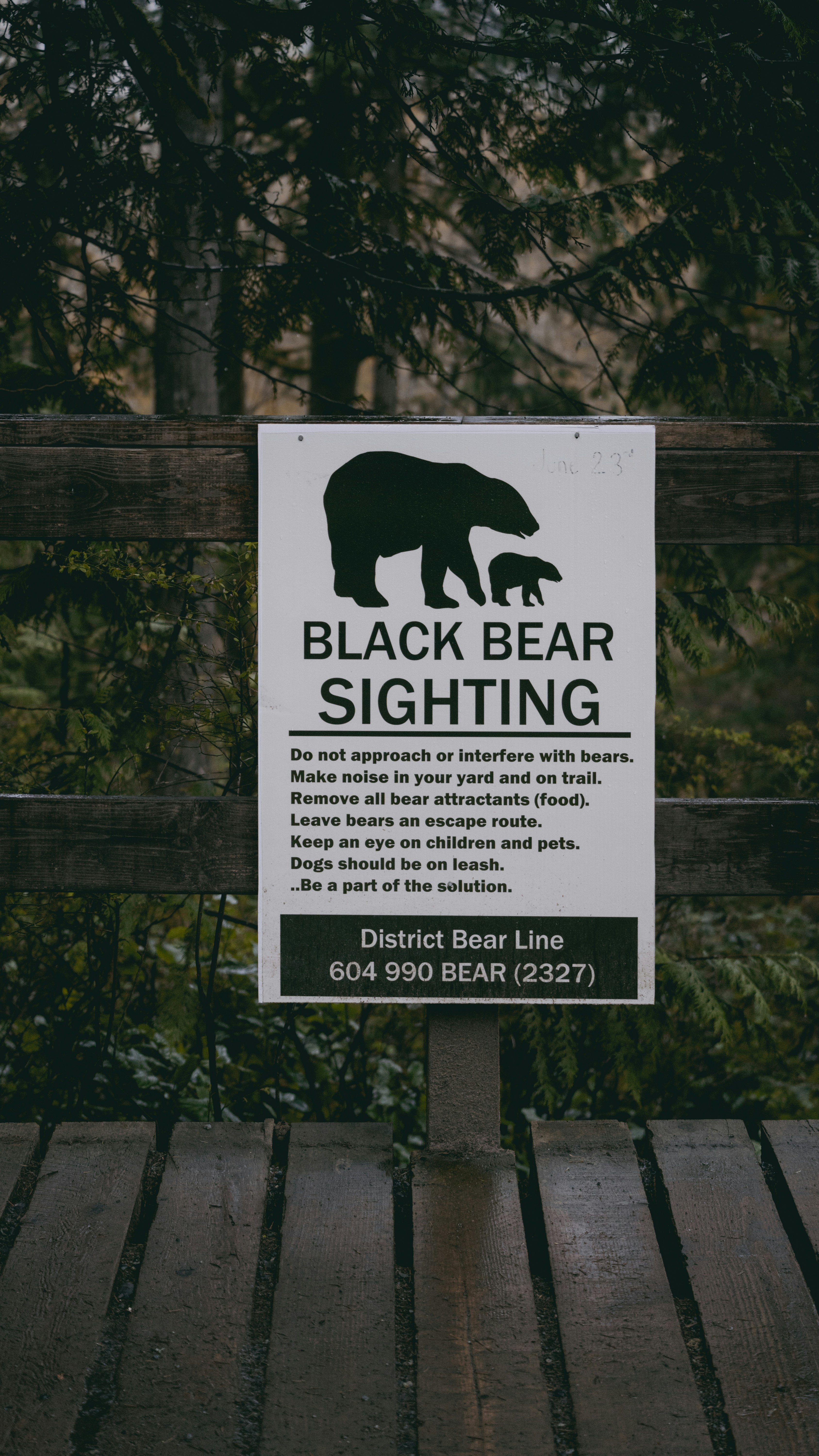 Black Bear Sighting Sign on a Weathered Forest Boardwalk