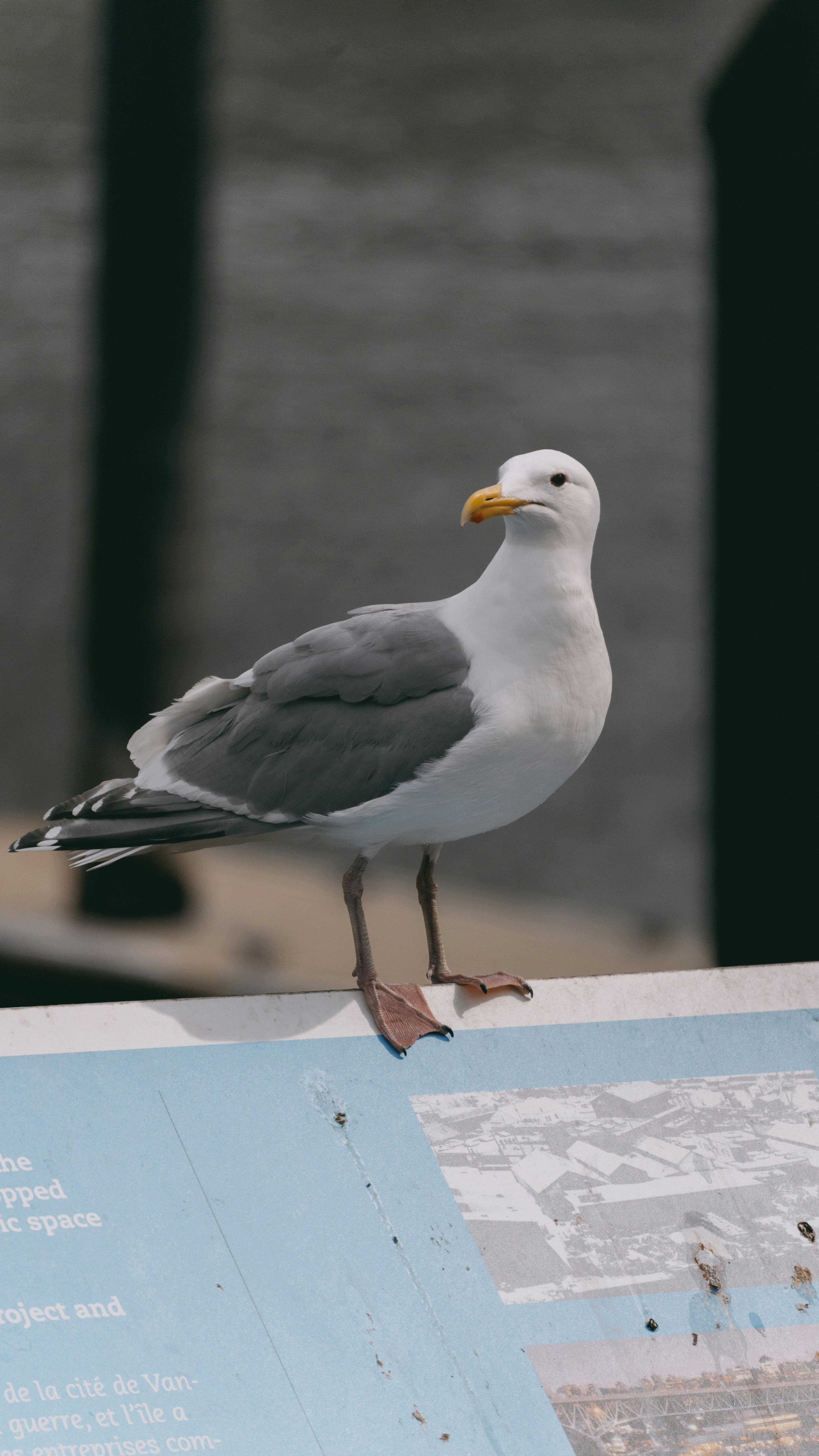 a seagull is standing on top of a signDouglas Schneiders