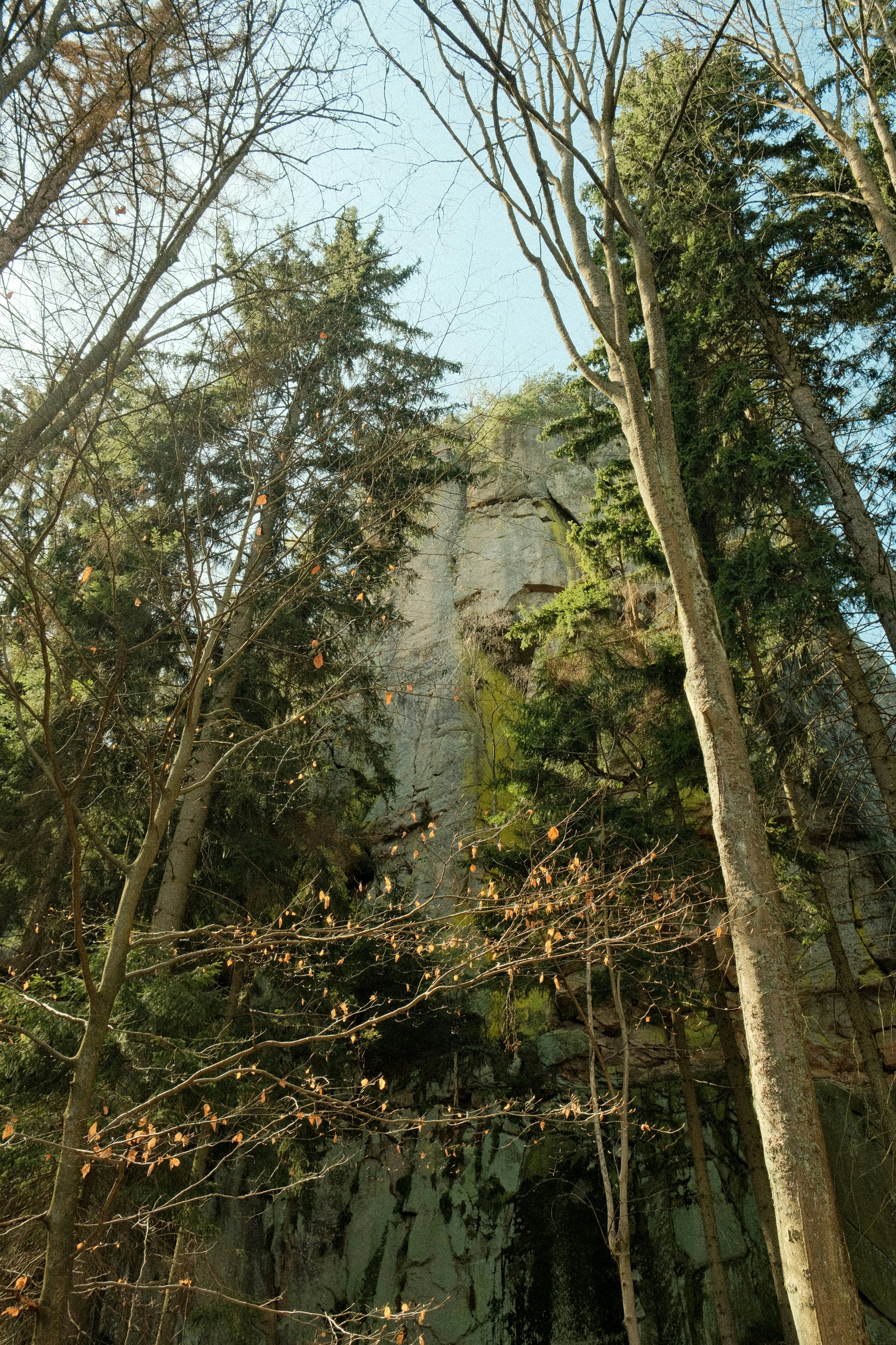 Sunlit Cliff Emerges Through a Forest of Bare Branches