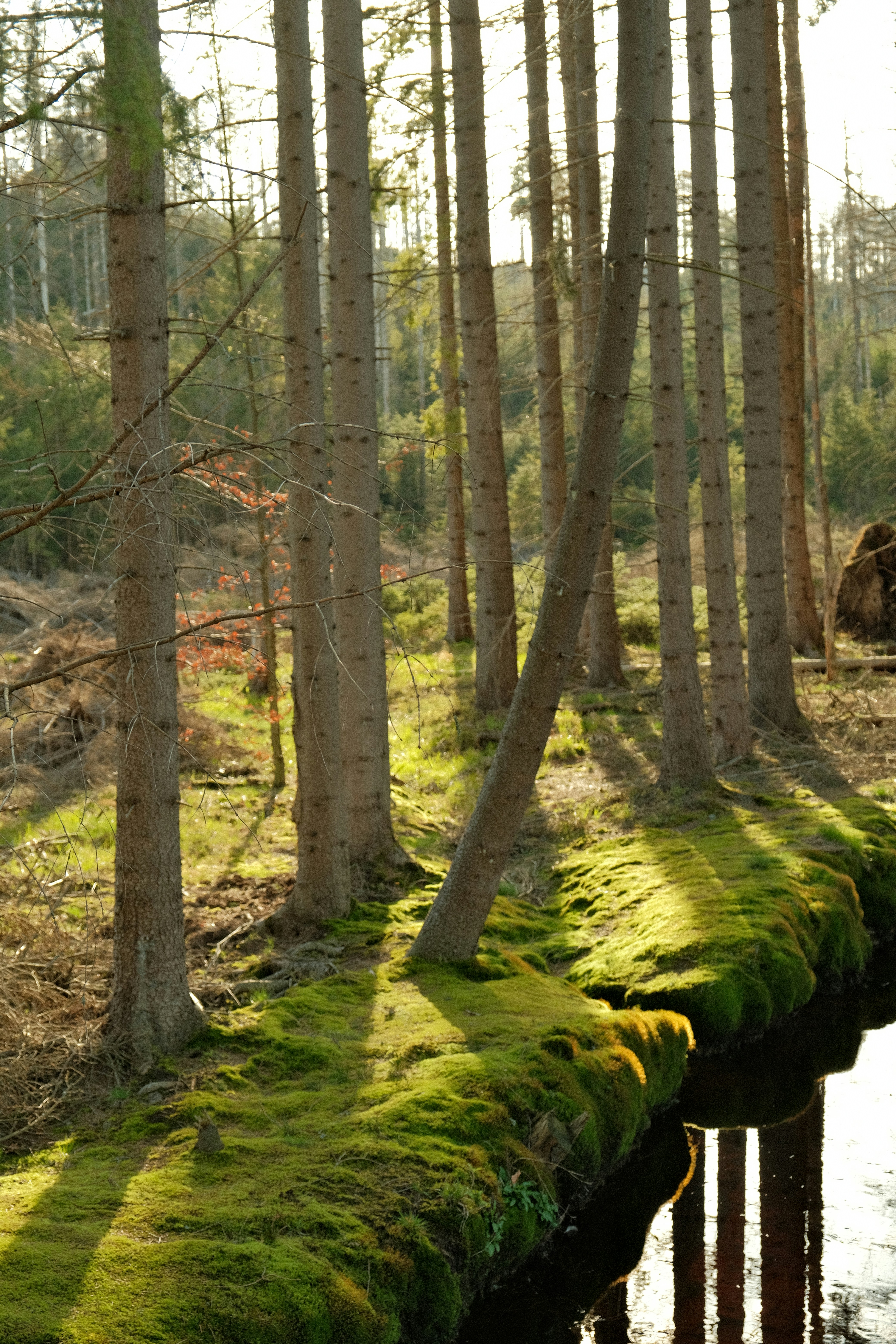 Mossy Verge by the Quiet Creek—Sunlight Through Pine Trunks
