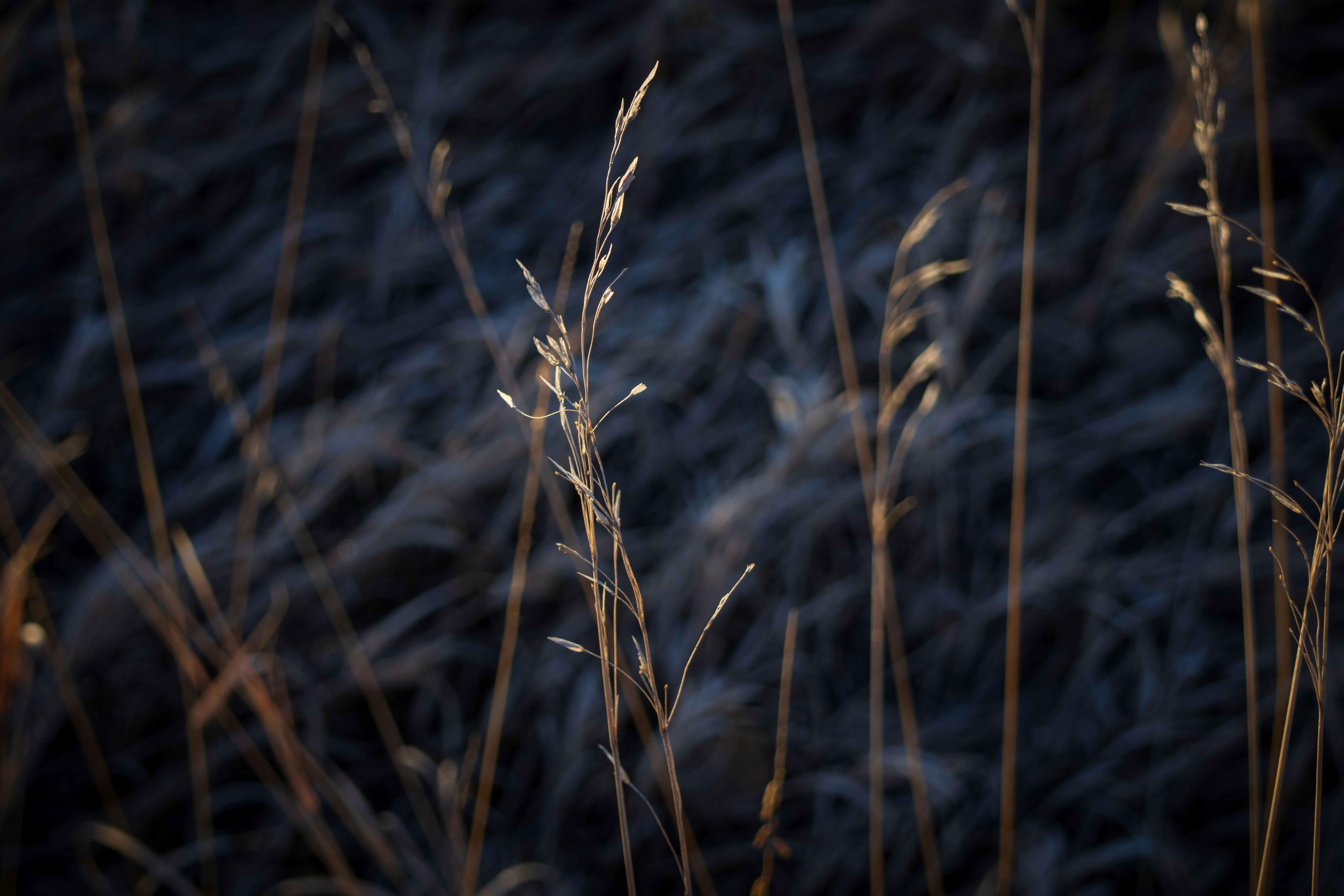 A close up of some tall grass near a body of water photo – Free ...