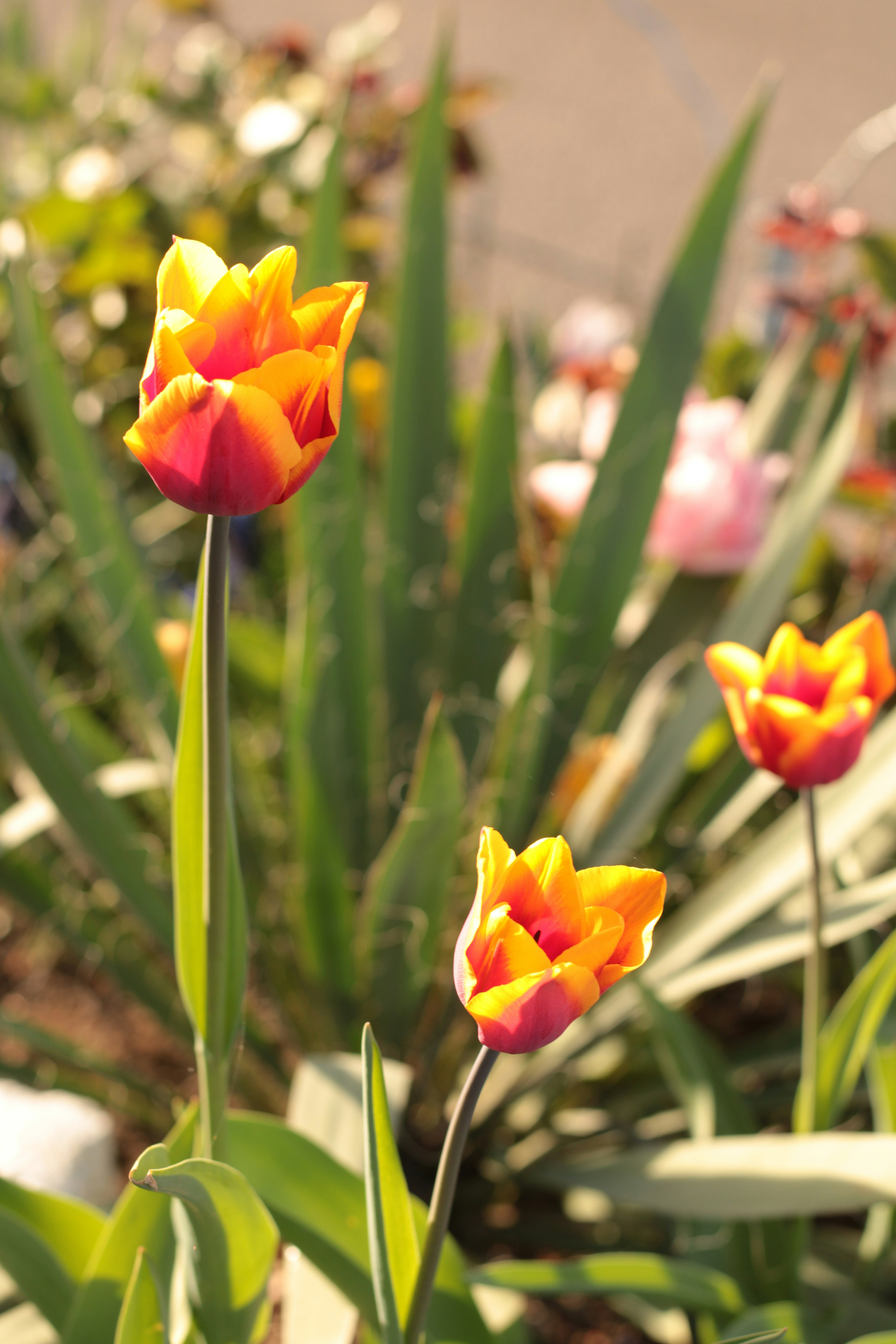 A couple of flowers that are in the grass photo – Free Fire red tulips ...