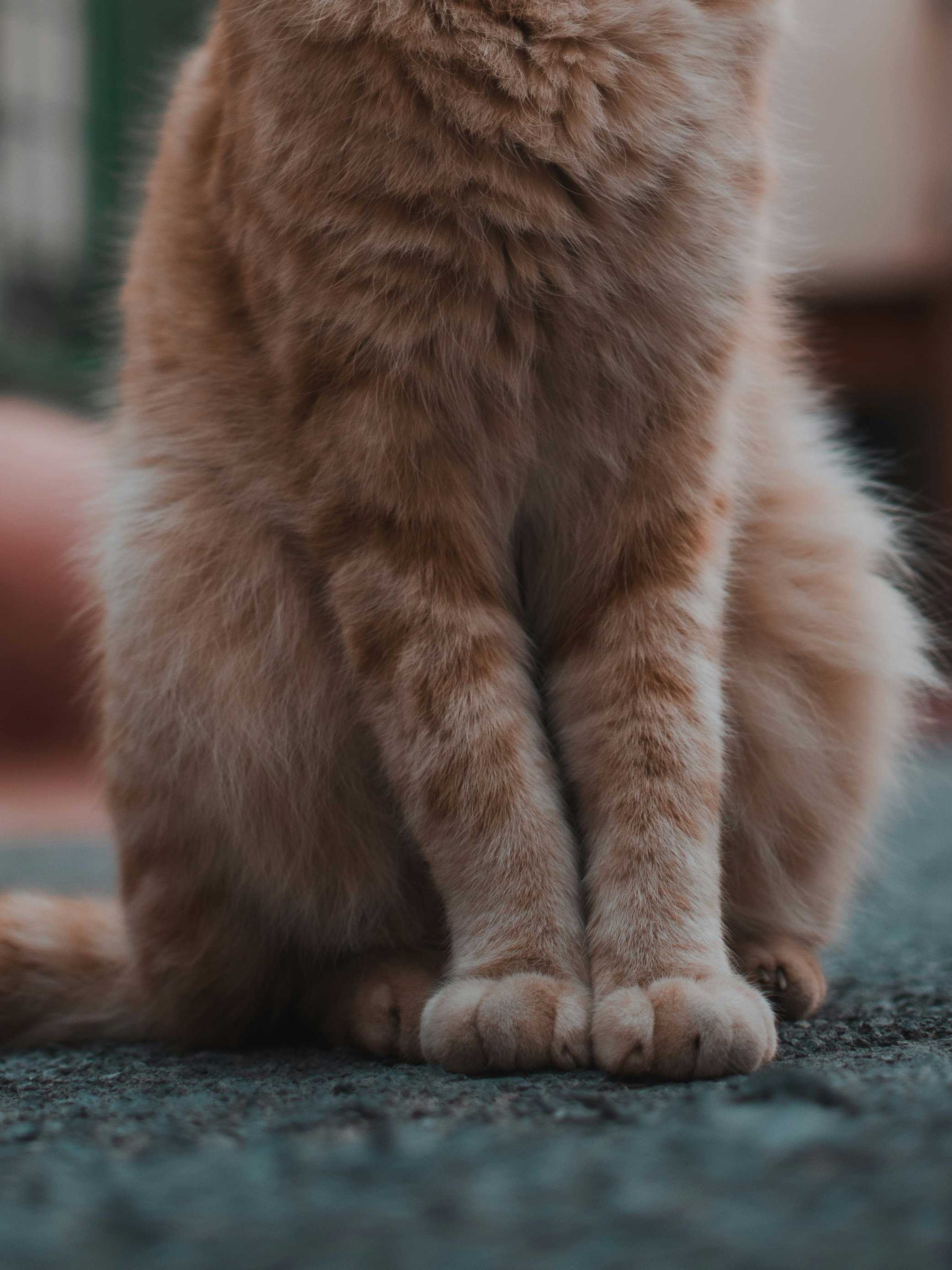 Ground-Level Ginger: Close-Up on a Cat’s Soft Paws