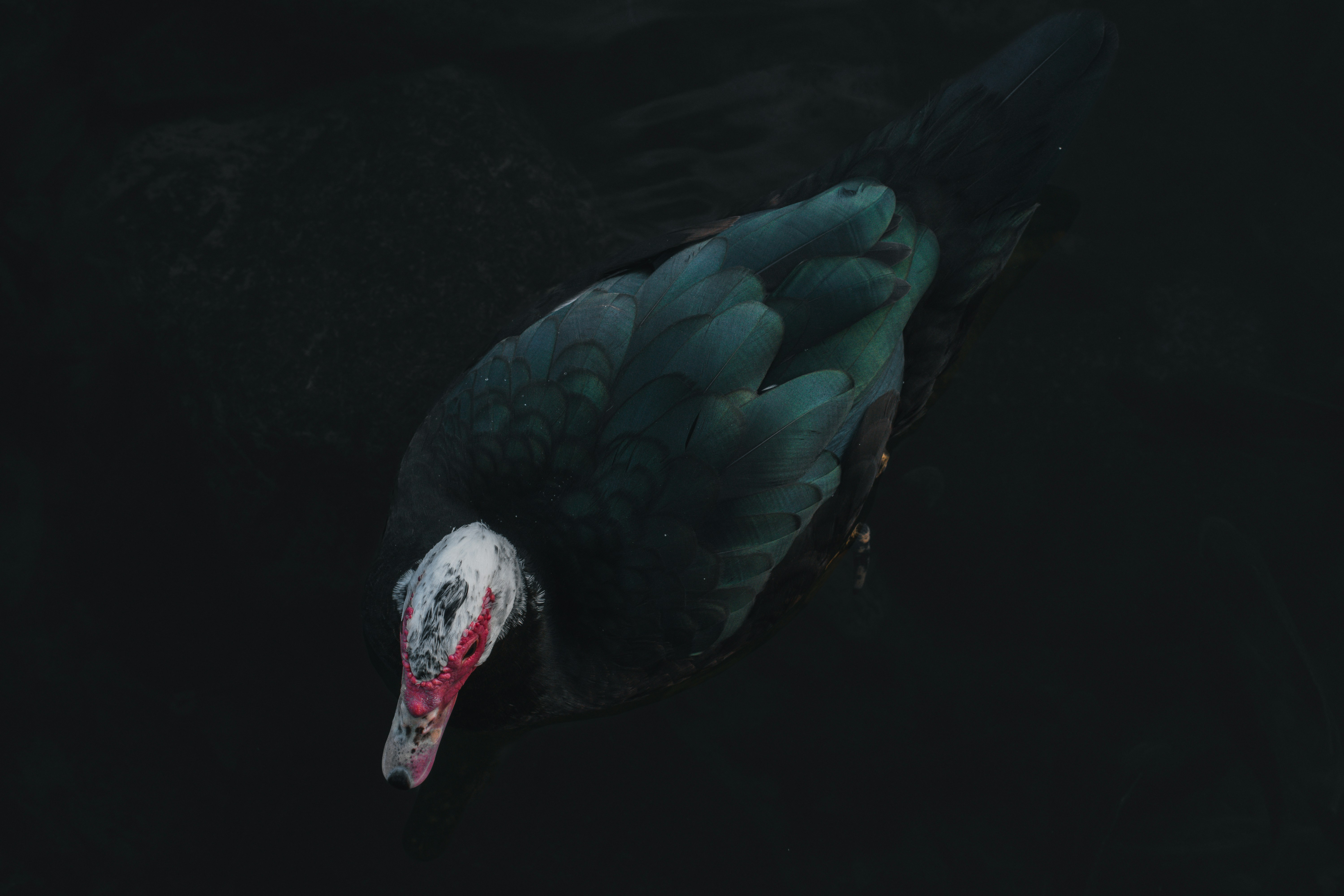 Photo by Chani Ranai with Nikon D5600