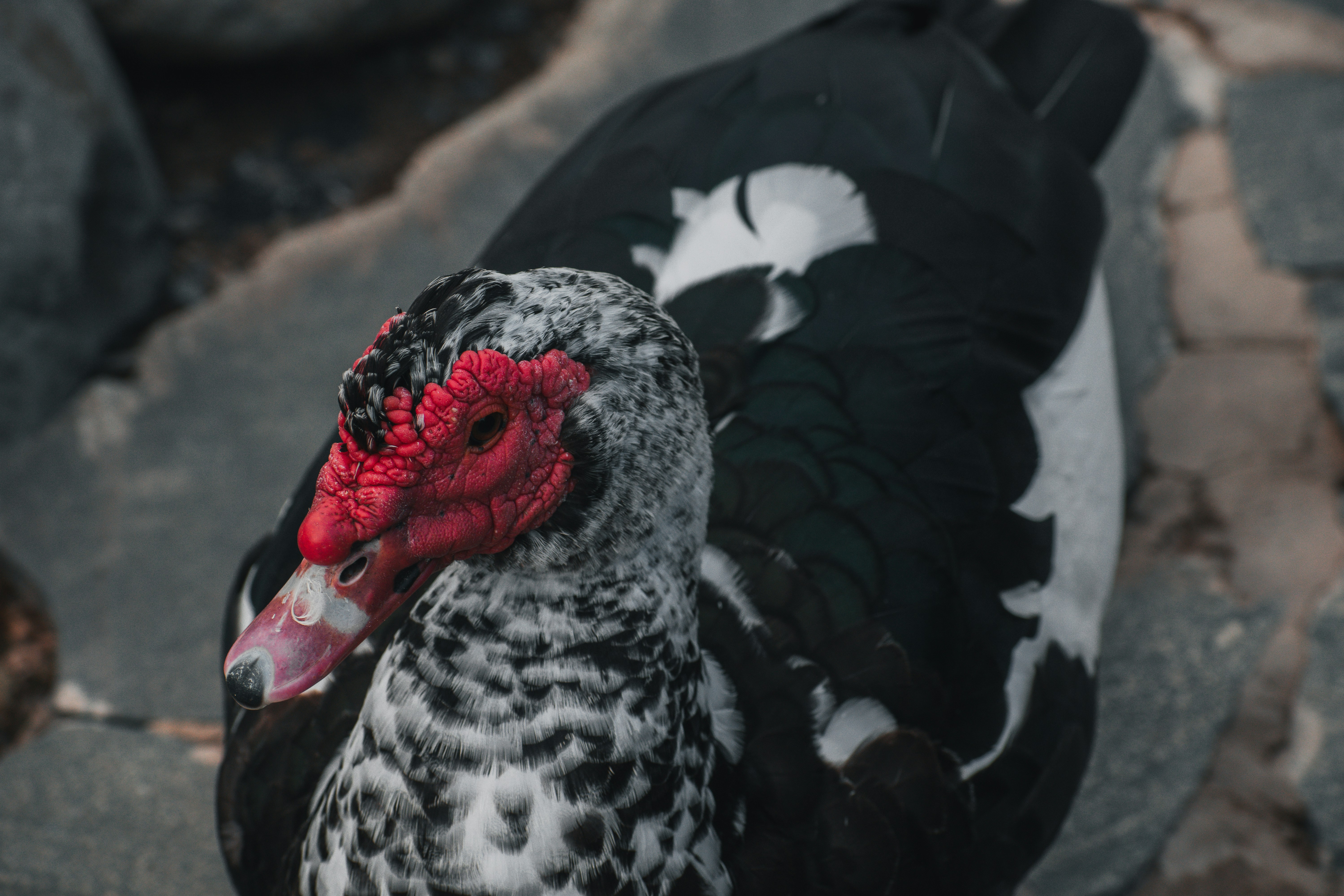 Crimson Caruncle Portrait: Muscovy Duck on Urban Pavement