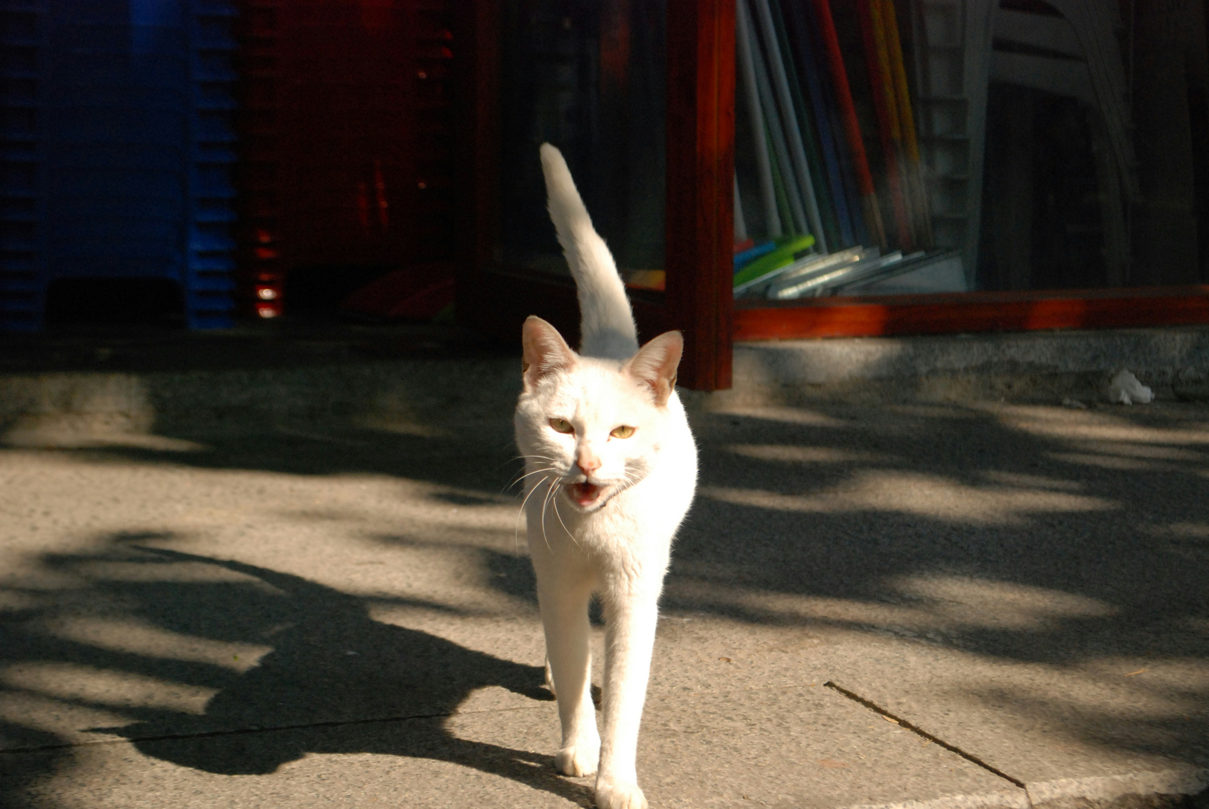 Sunlit Stride: Cream Cat Crossing a Dappled Concrete Walkway