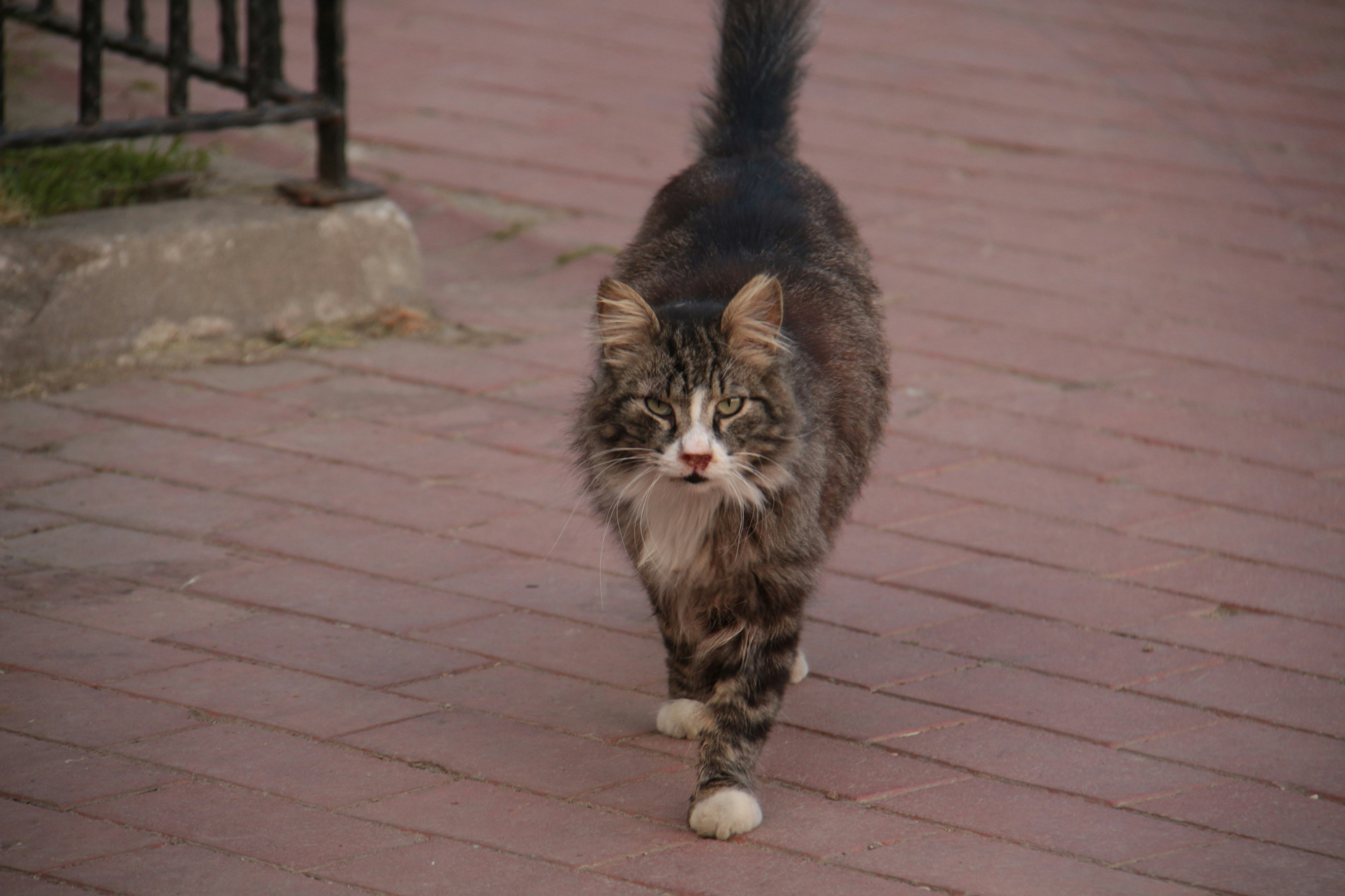 A cat walking across a brick walkway next to a fence photo – Free ...