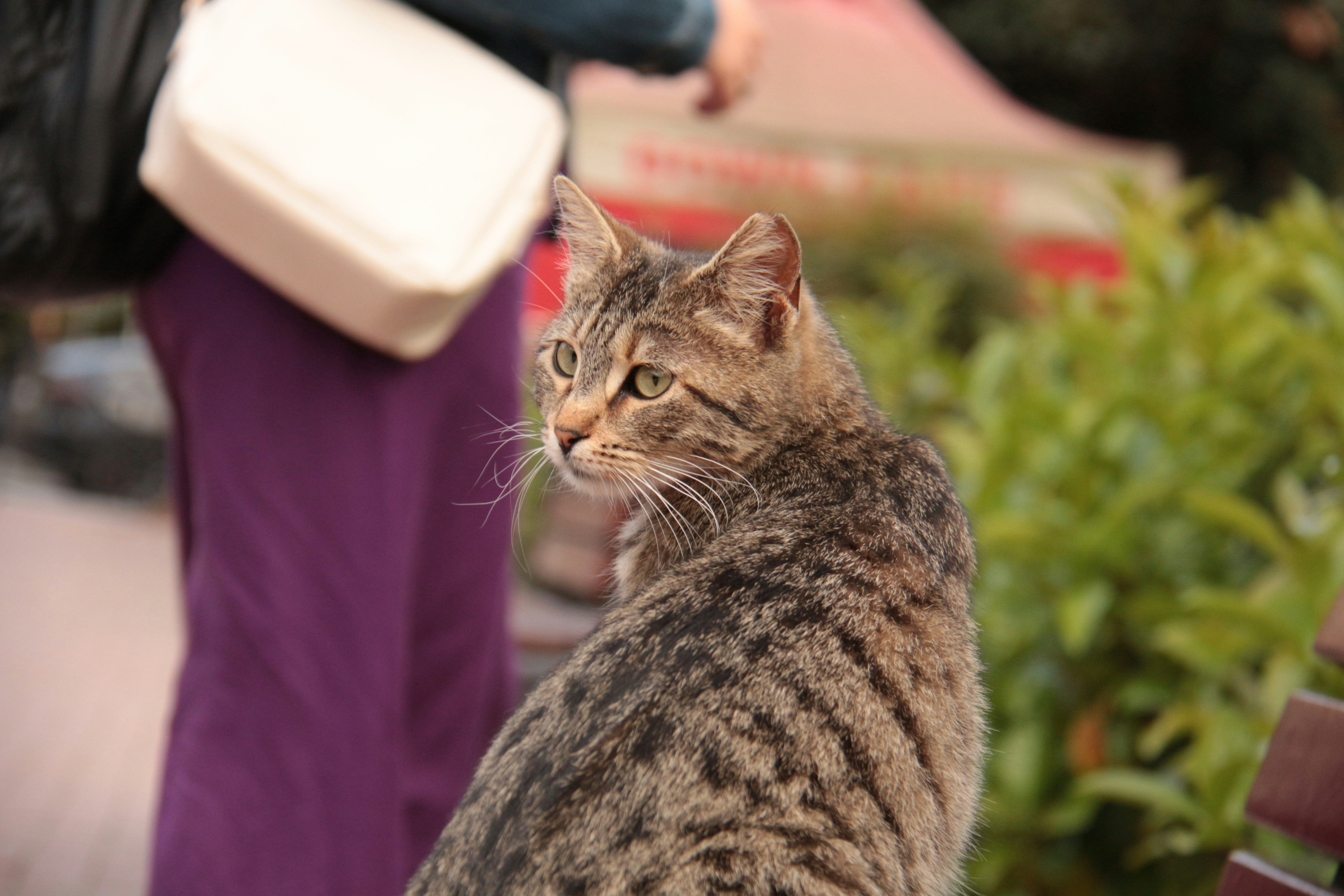 City Gaze: A Tabby Turns Back amid Urban Blur