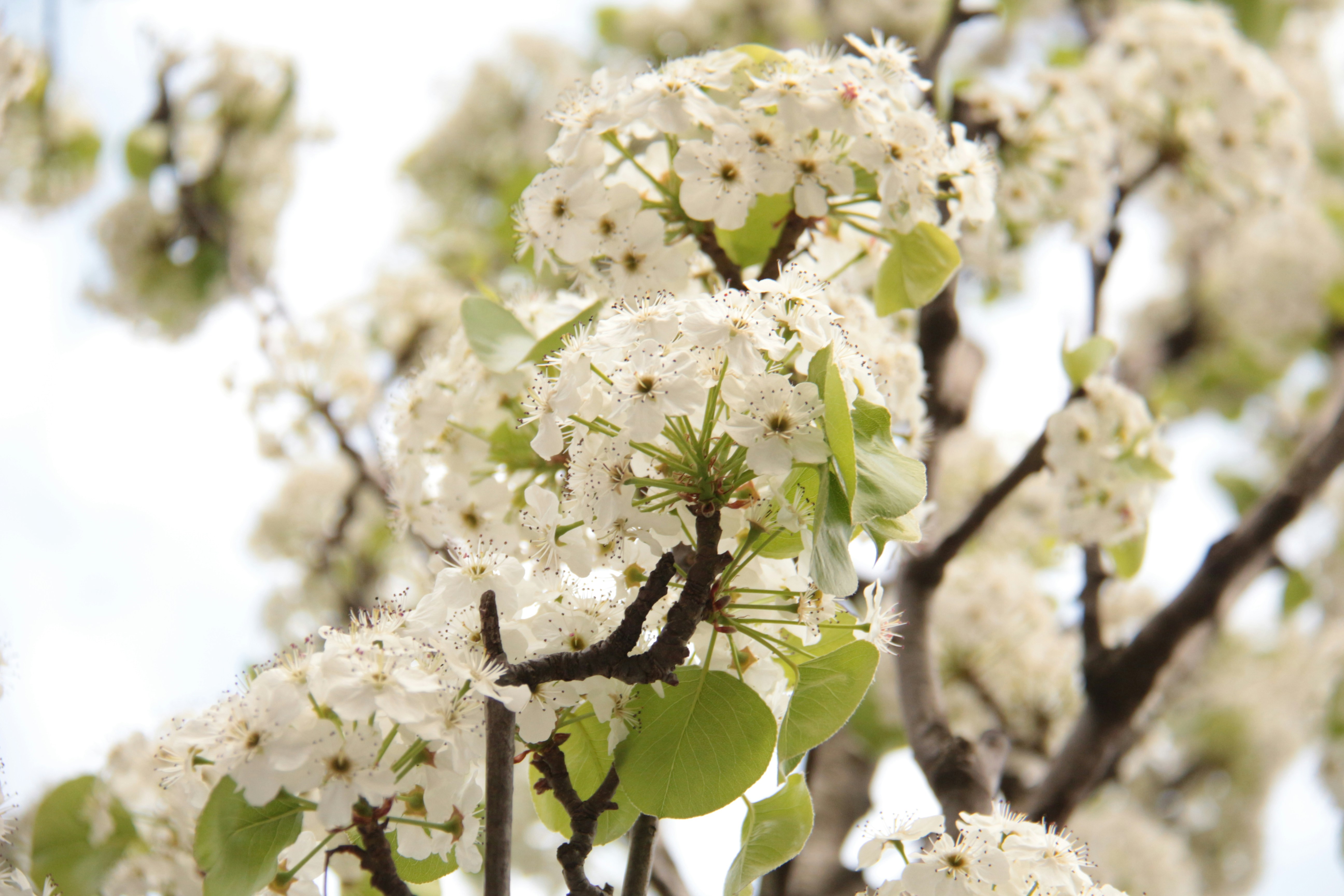 A tree with white flowers and green leaves photo – Free Maçka park ...