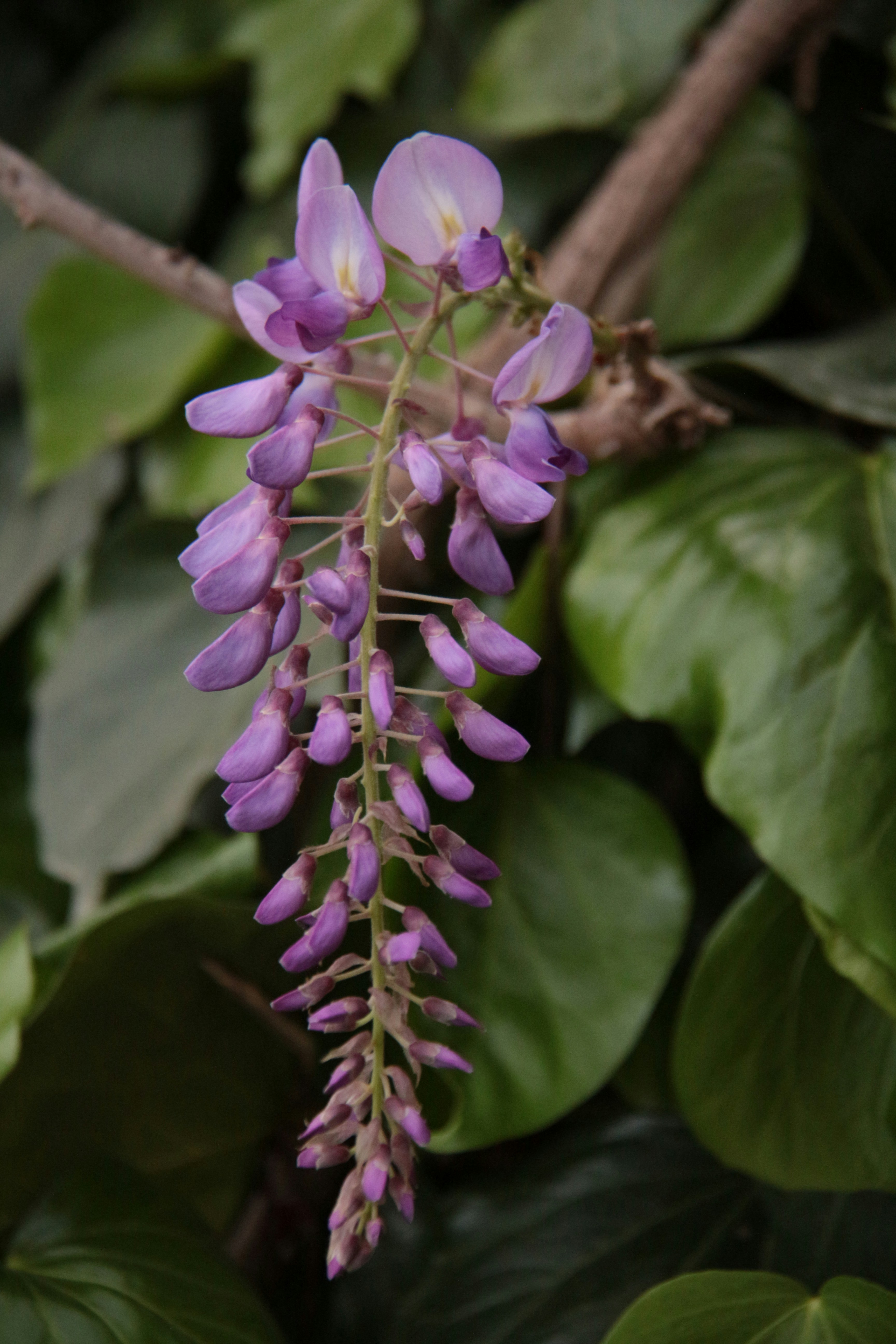 April Flowers Pictures | Download Free Images on Unsplash