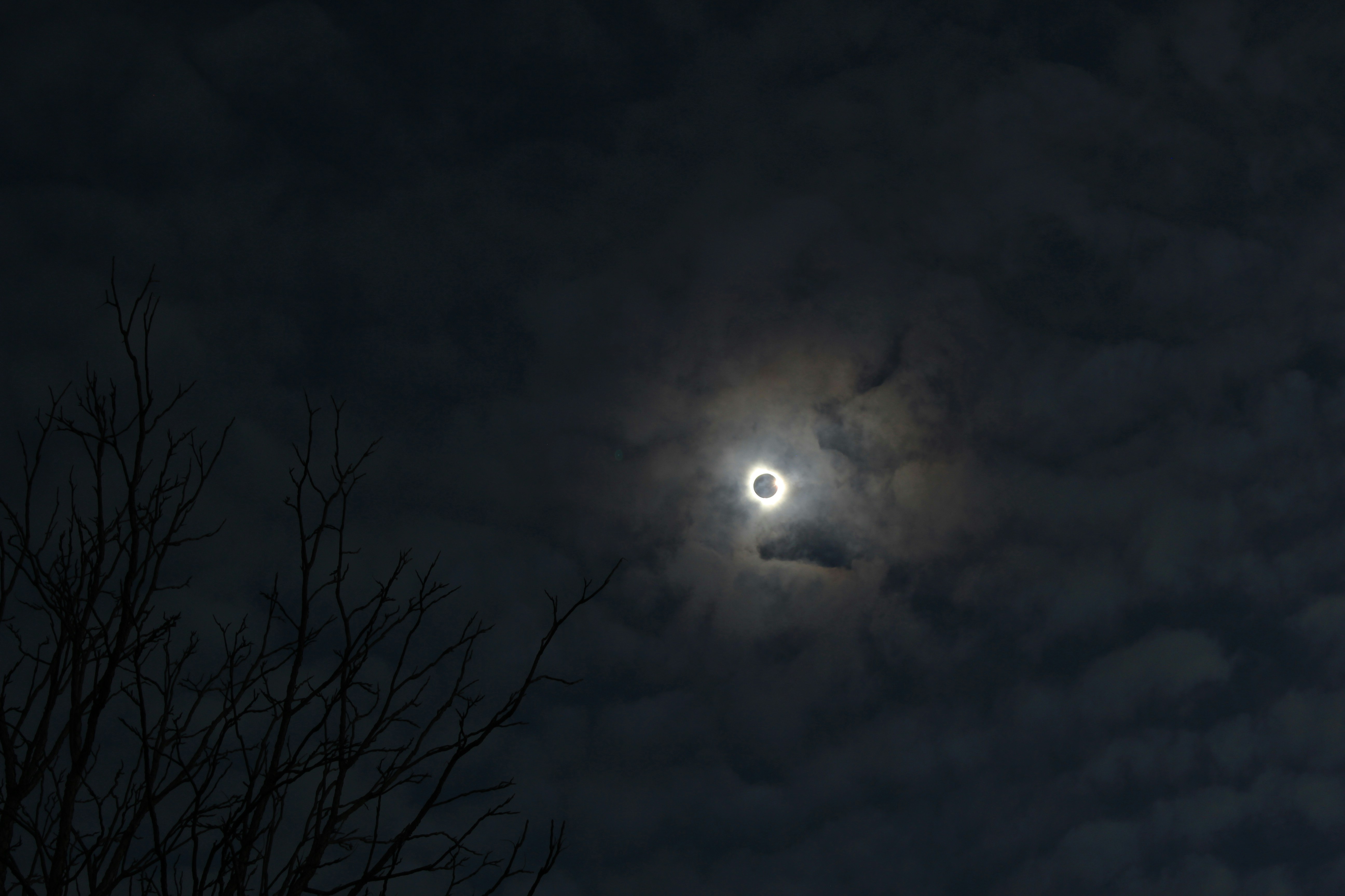 Luminous Halo: A Solar Eclipse Ring Behind Leafless Aether