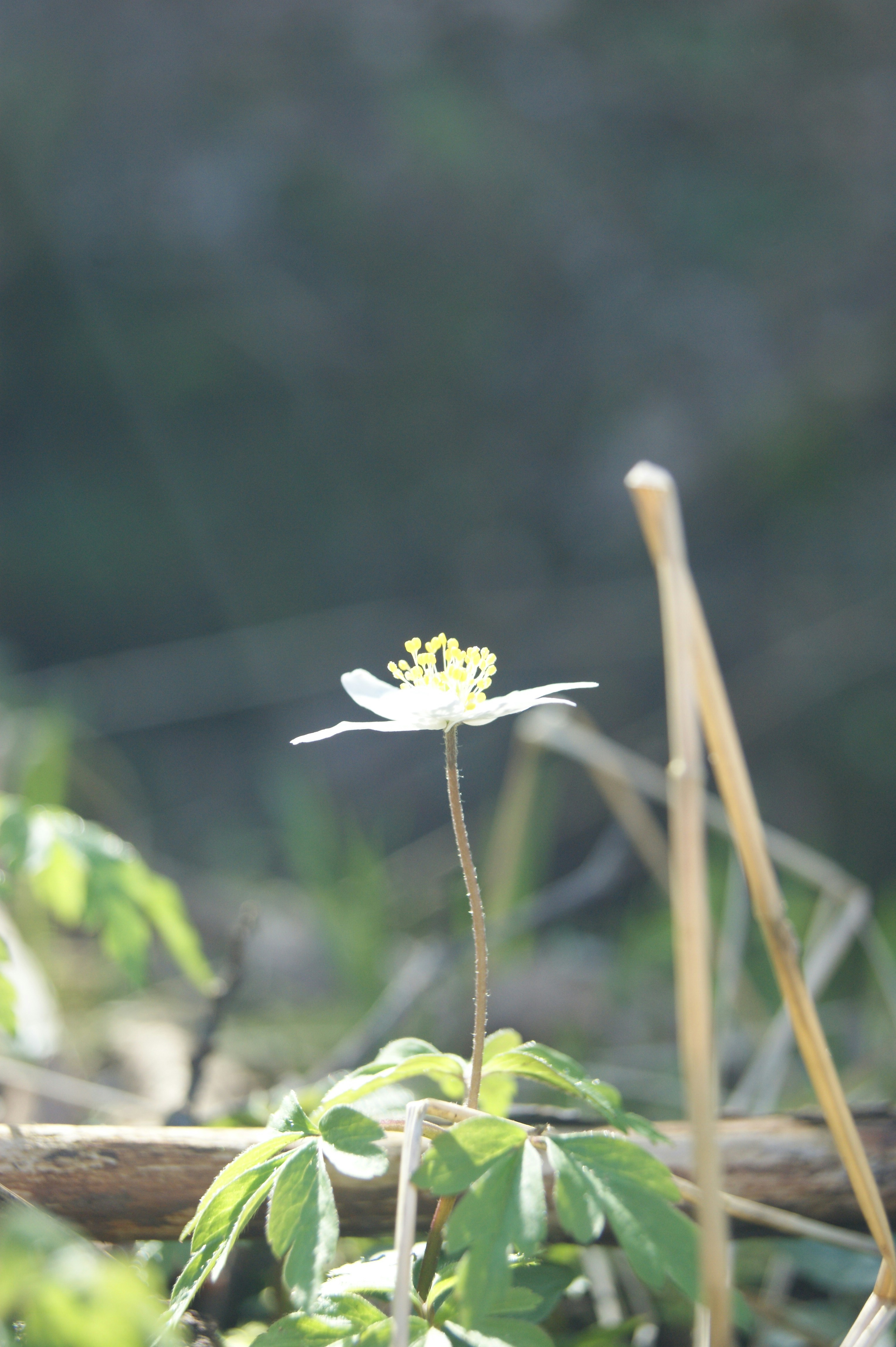 Photo by Thammy Kolb with Sony Alpha 290