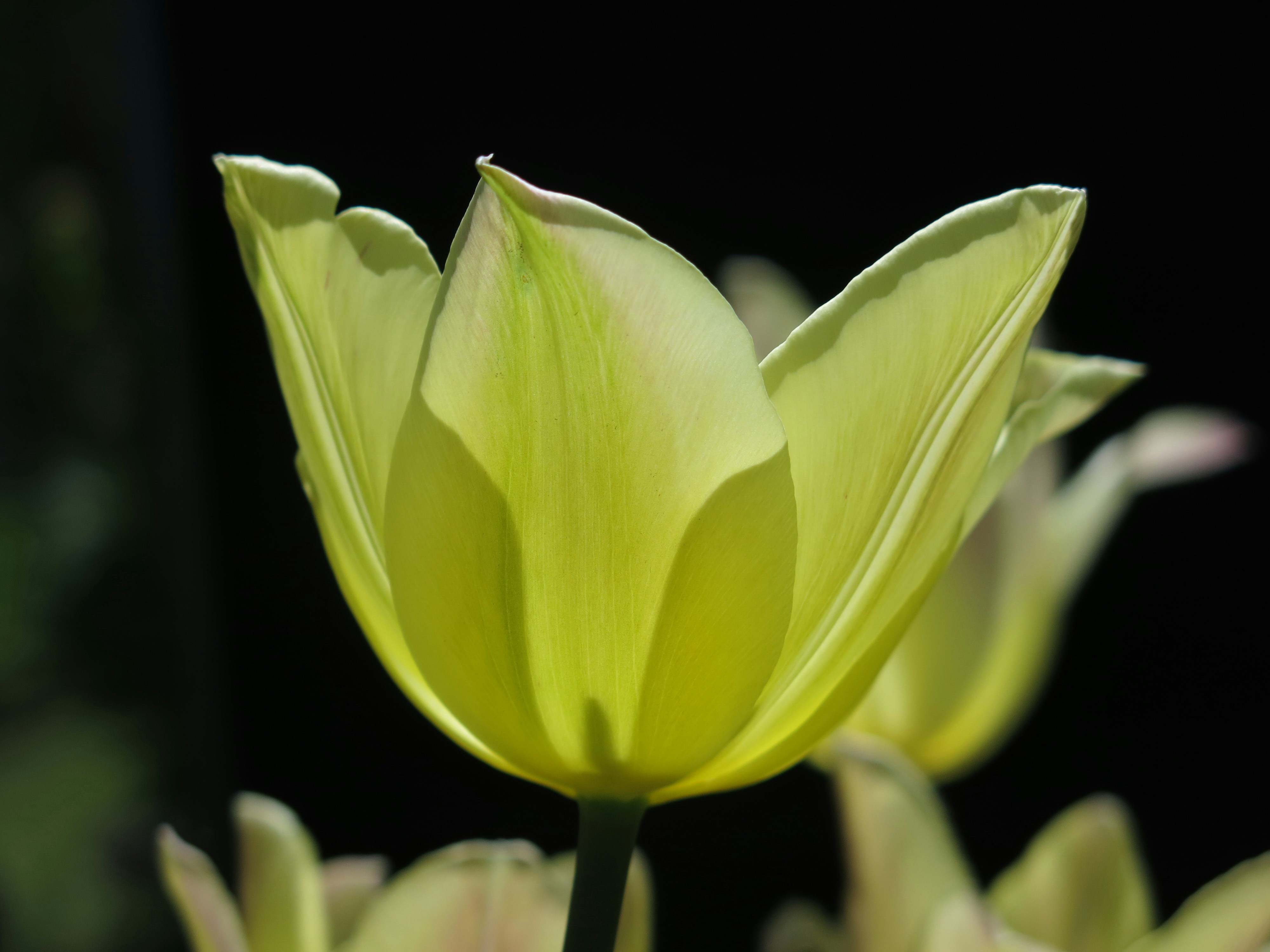 Close-up photograph of a pale yellow-green tulip against a dark background, highlighting delicate petal texture.