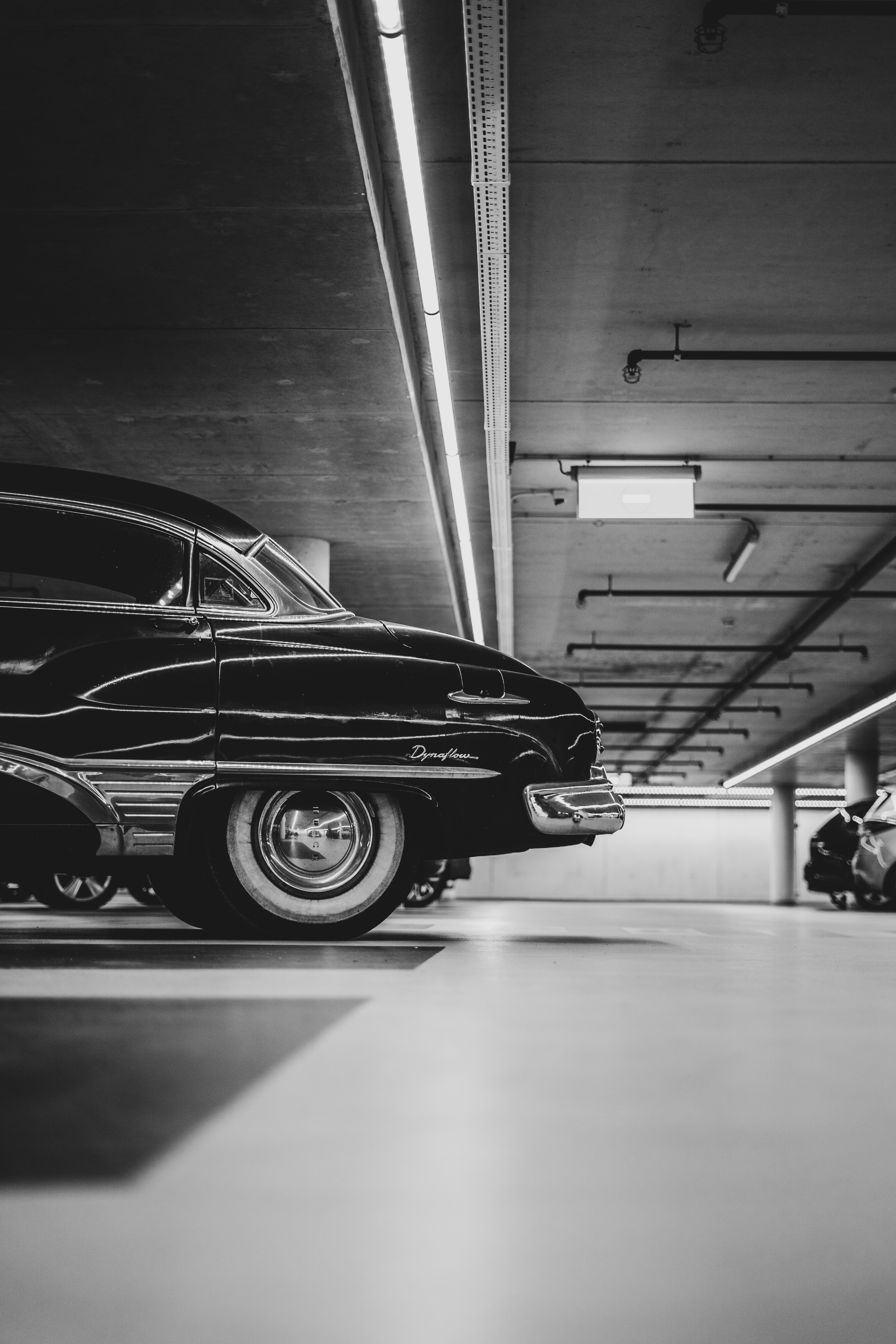 Black Beauty in the Neon Silence