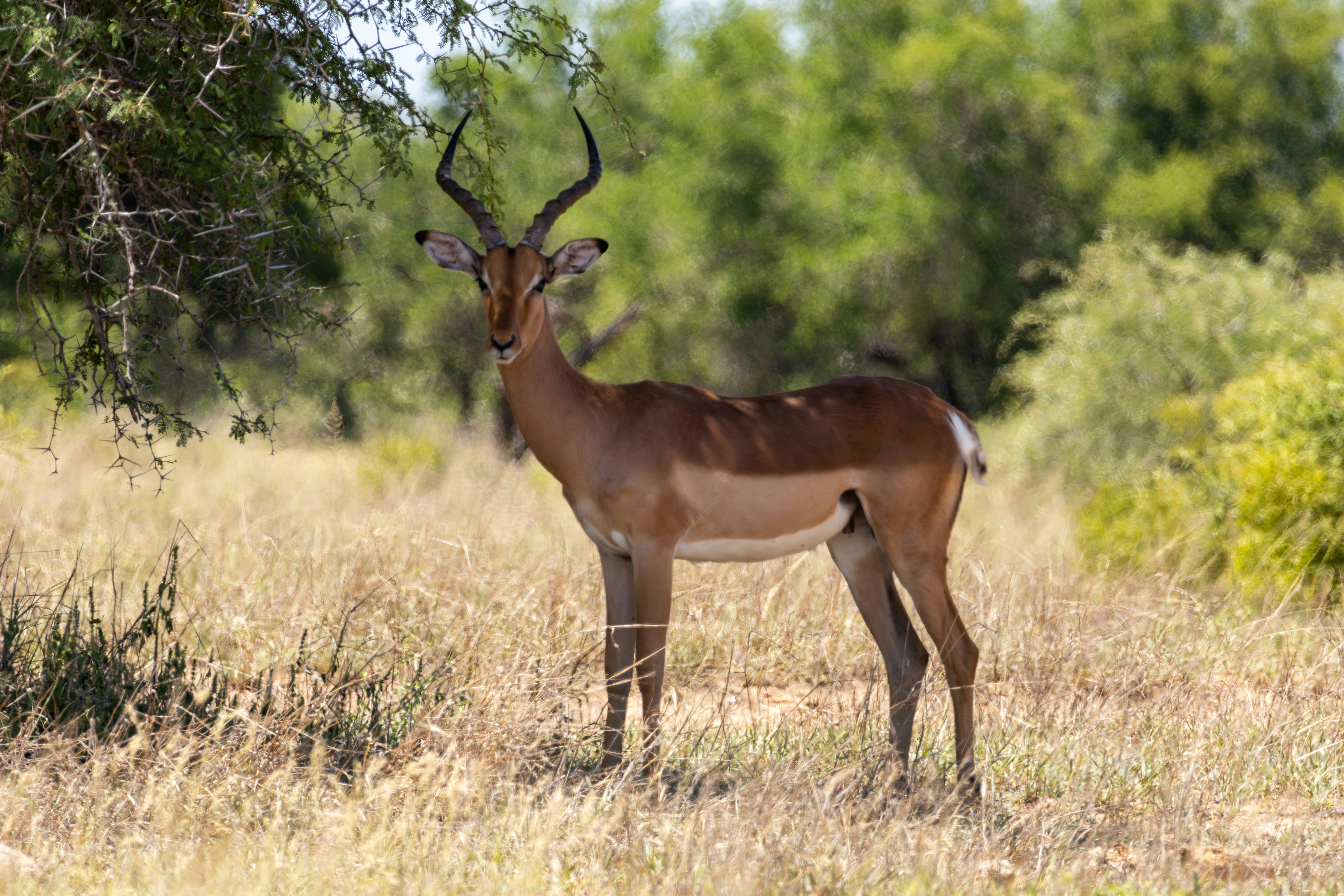 Graceful Stance of the AntelopeHendrik Prinsloo
