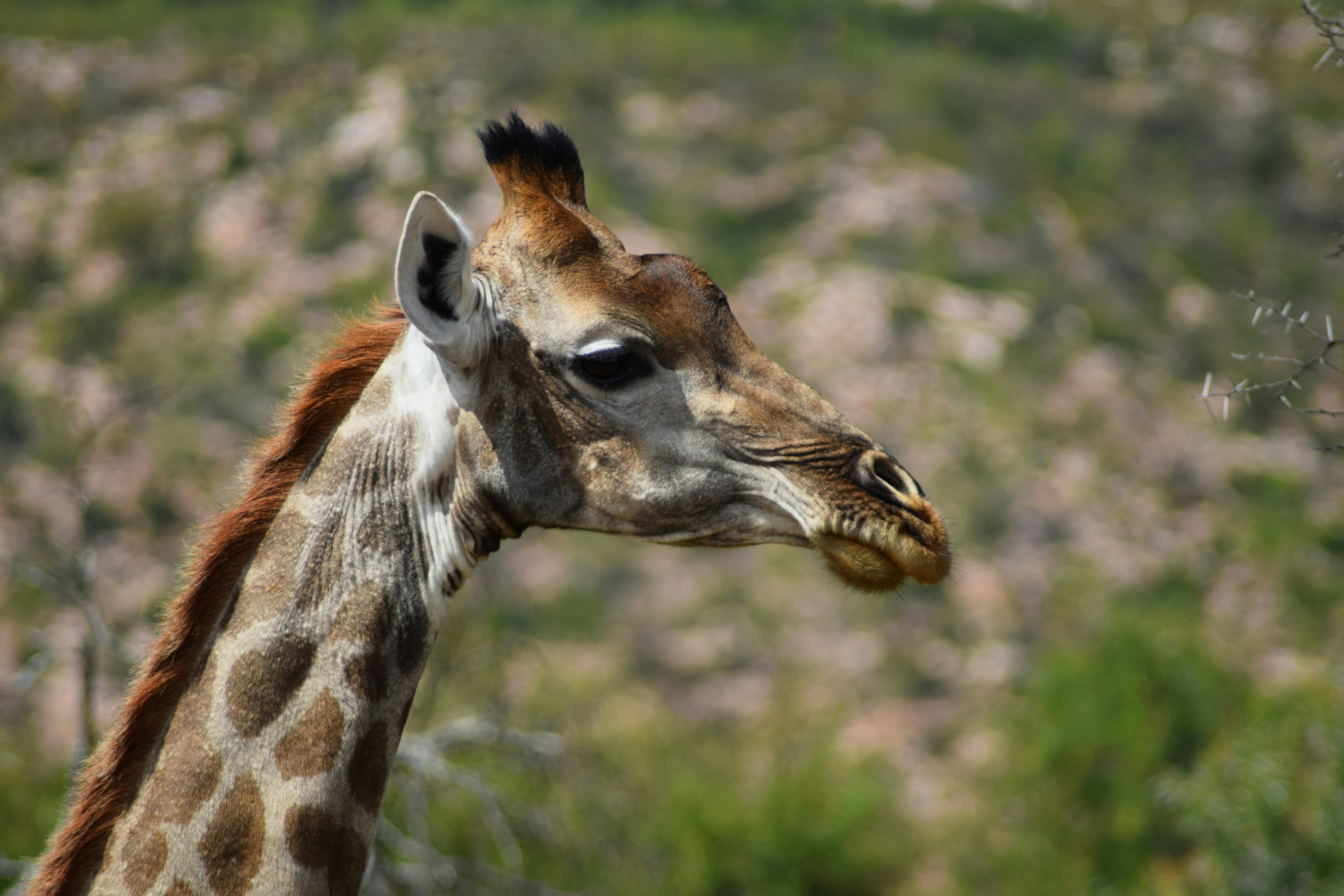 Giraffe in profile: curious gaze above a sunlit savanna