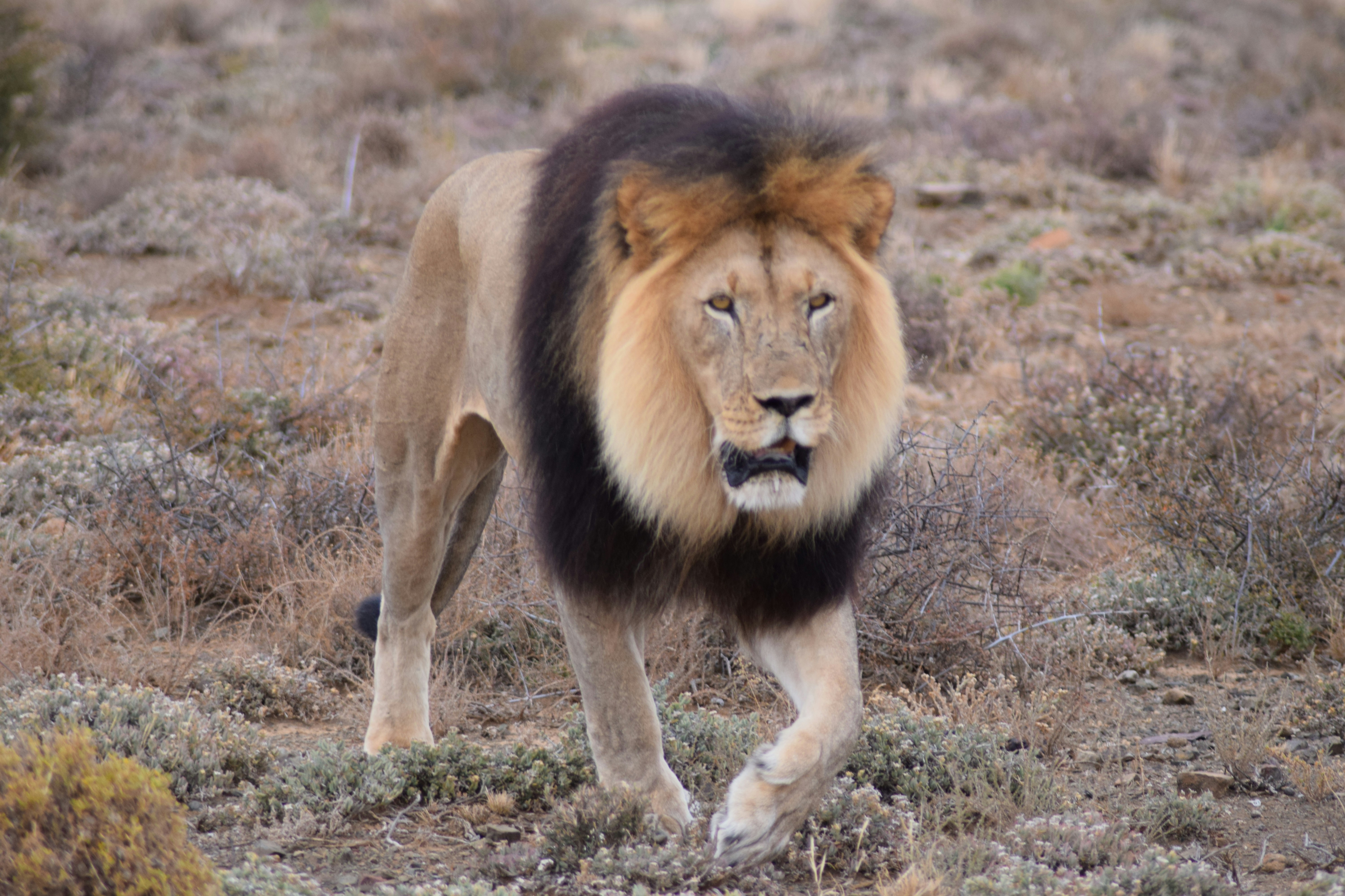 A lion walking through a dry grass covered field photo – Free Lion ...