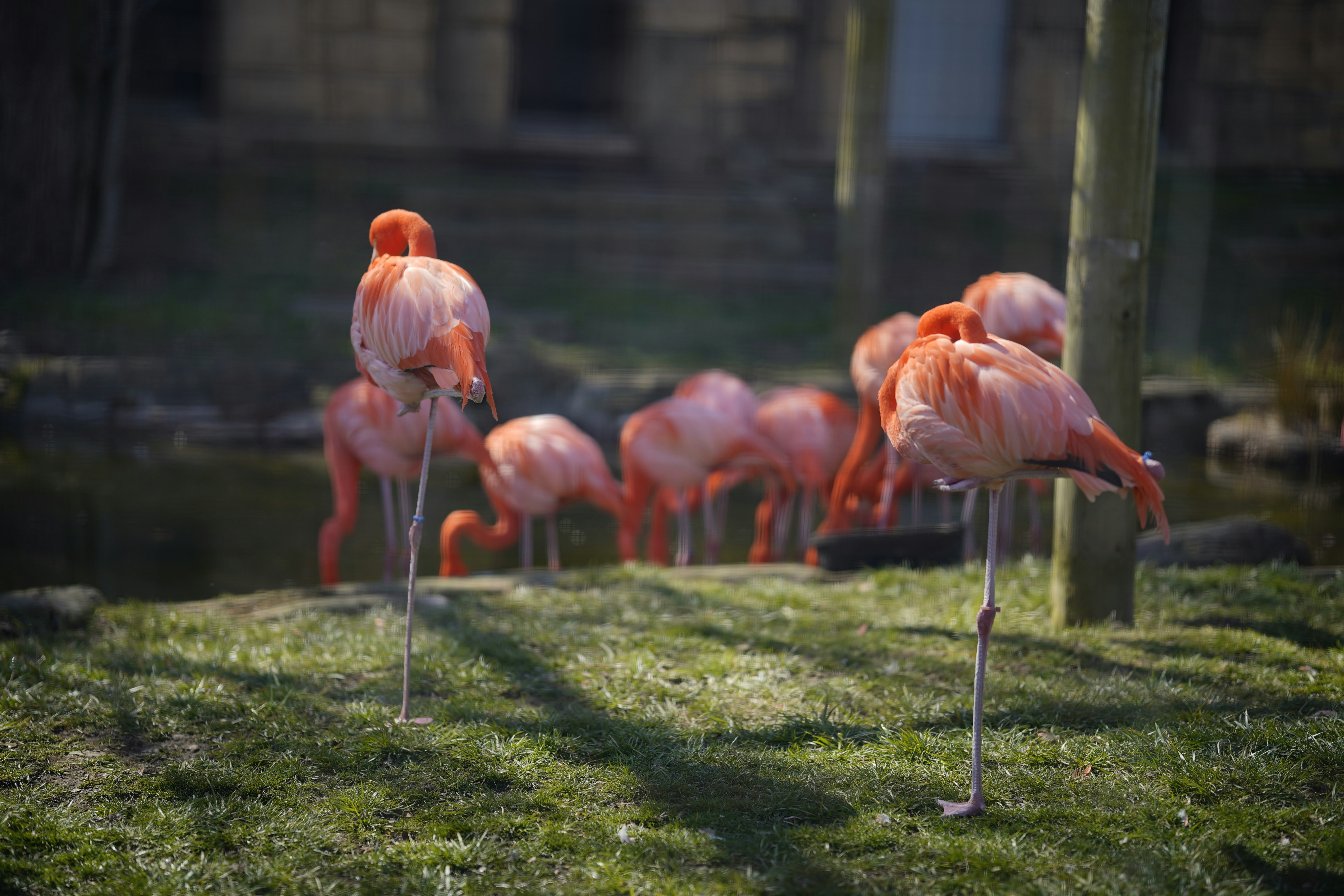 One-Legged Sentinel Amid a Flamingo Chorus by the Pond