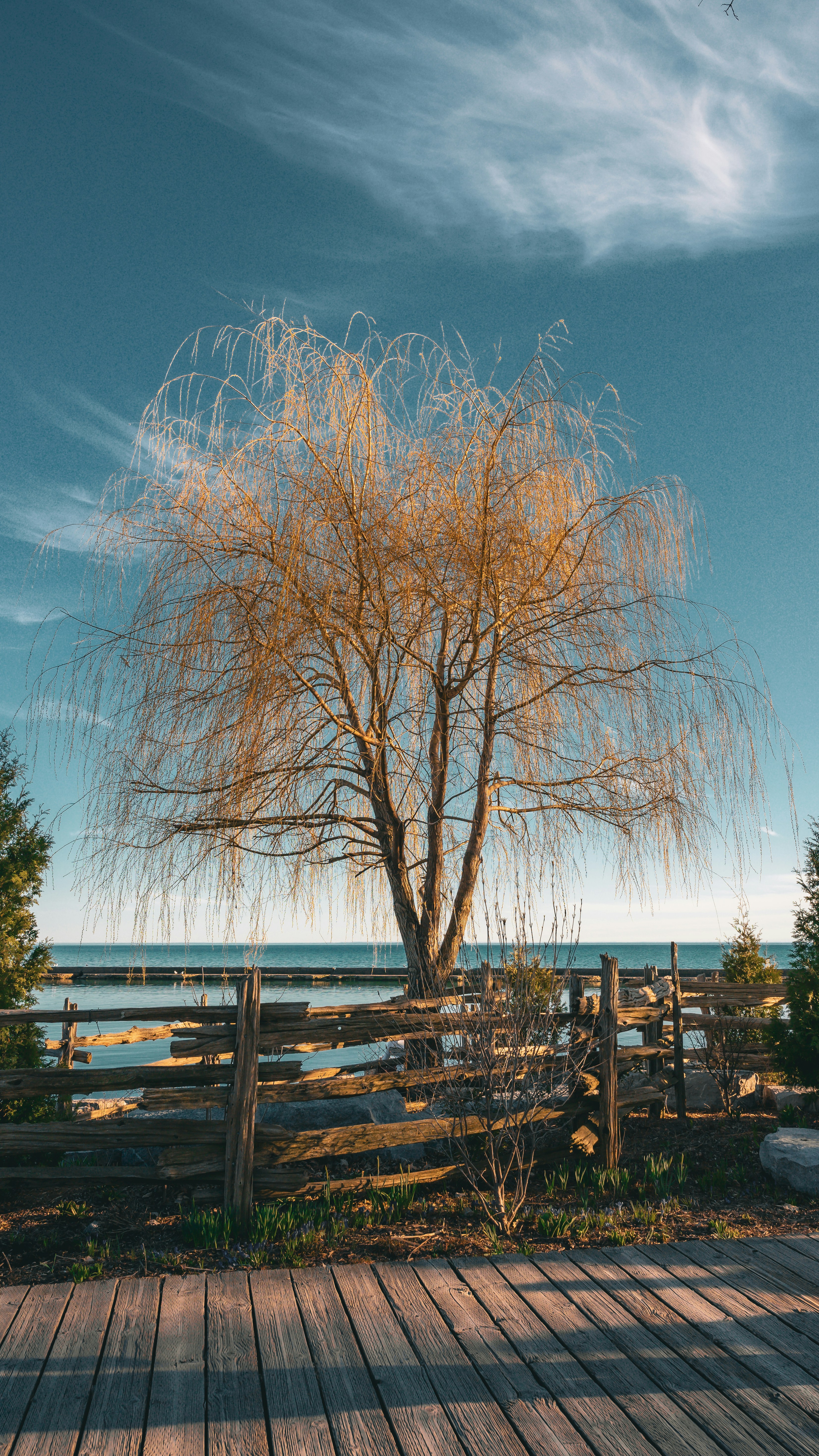 Golden Willow Framed by a Weathered Seaside Fence