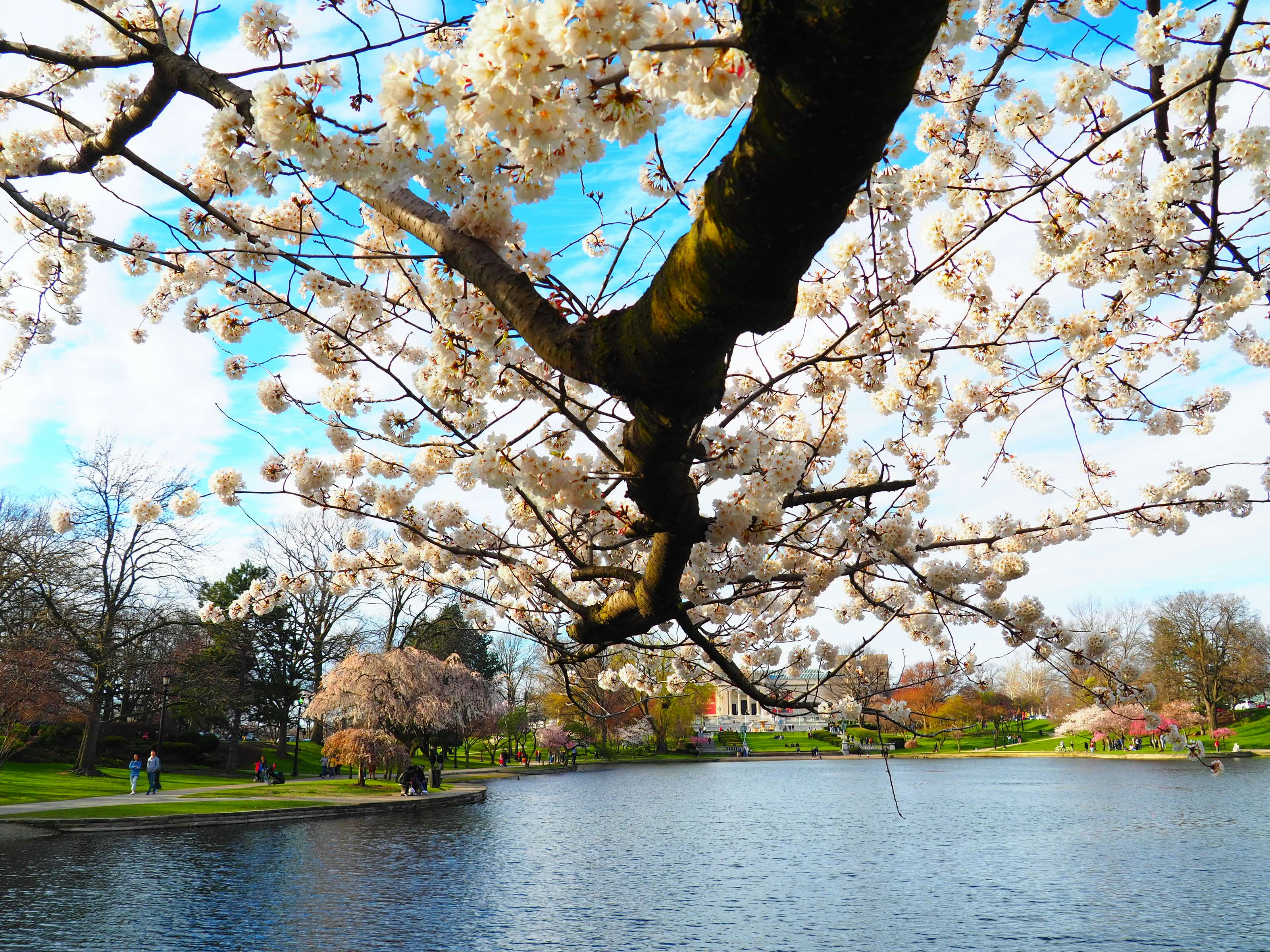 Arched Cherry Blossoms Framing a Serene Park Lake