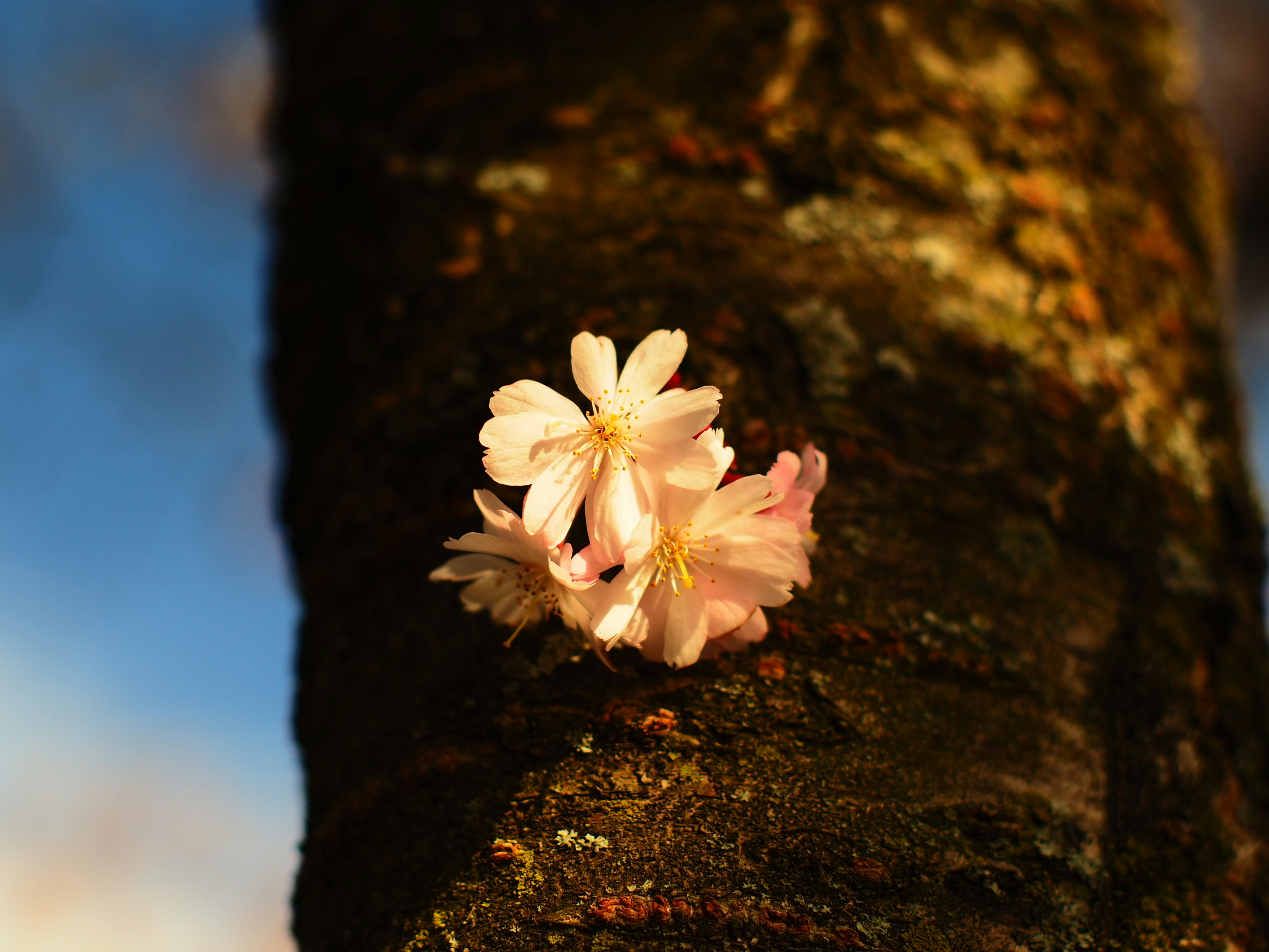 Blossoms Emerge from Bark: A Moment on a Trunk