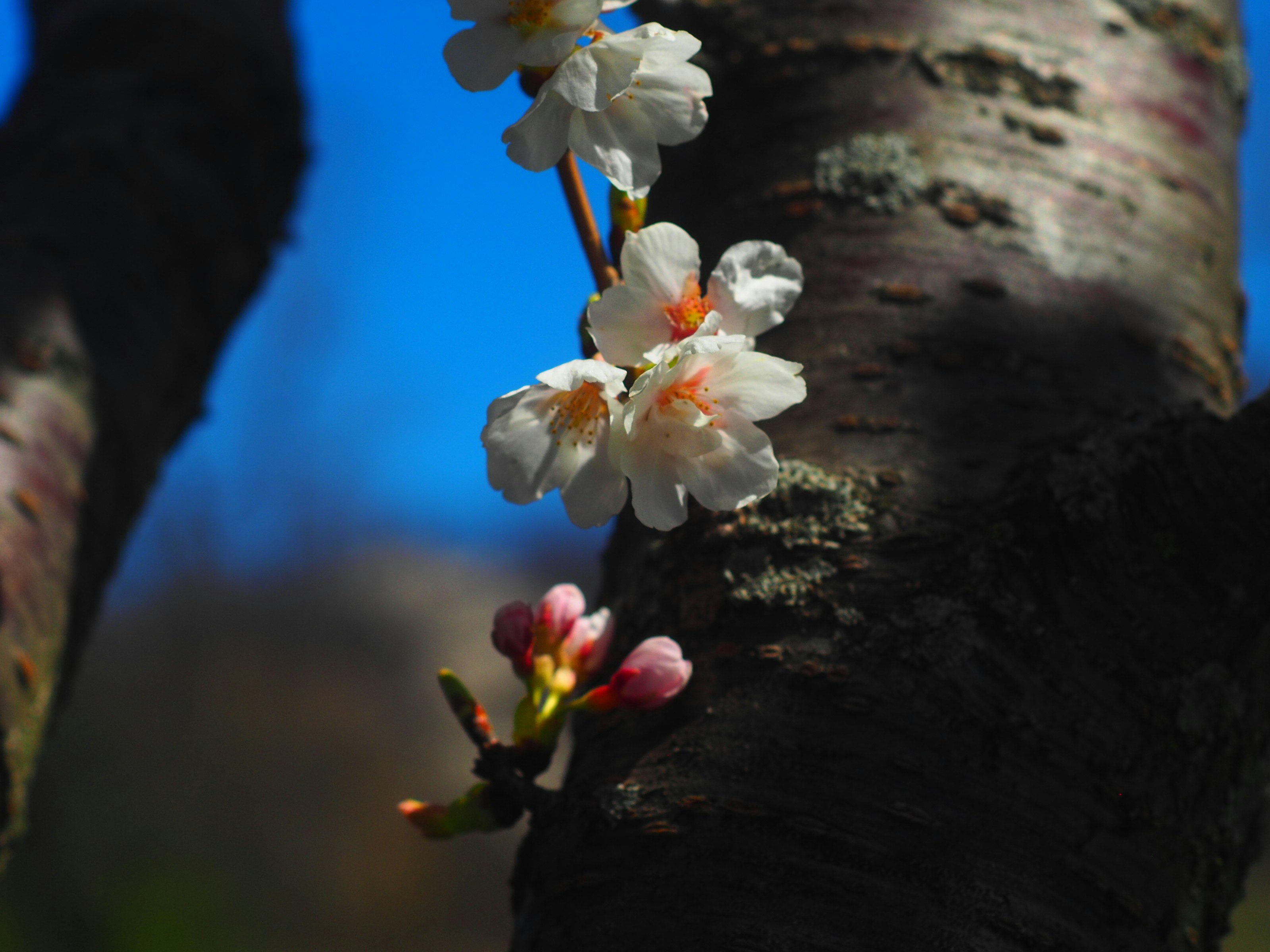 Snow-white Blossoms Clinging to Weathered Bark Under a Cobalt Sky