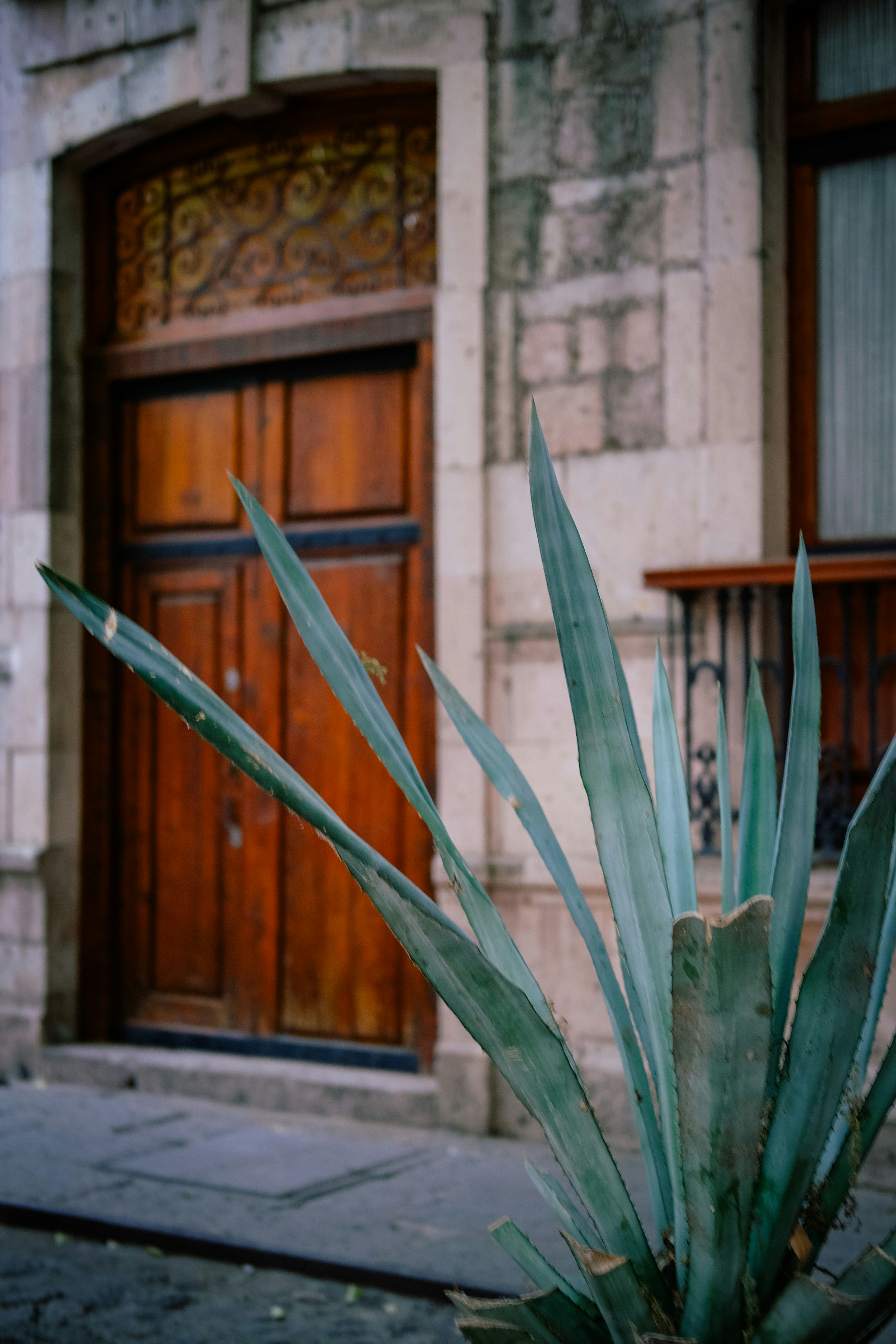 Foreground Agave Framing a Weathered Doorway