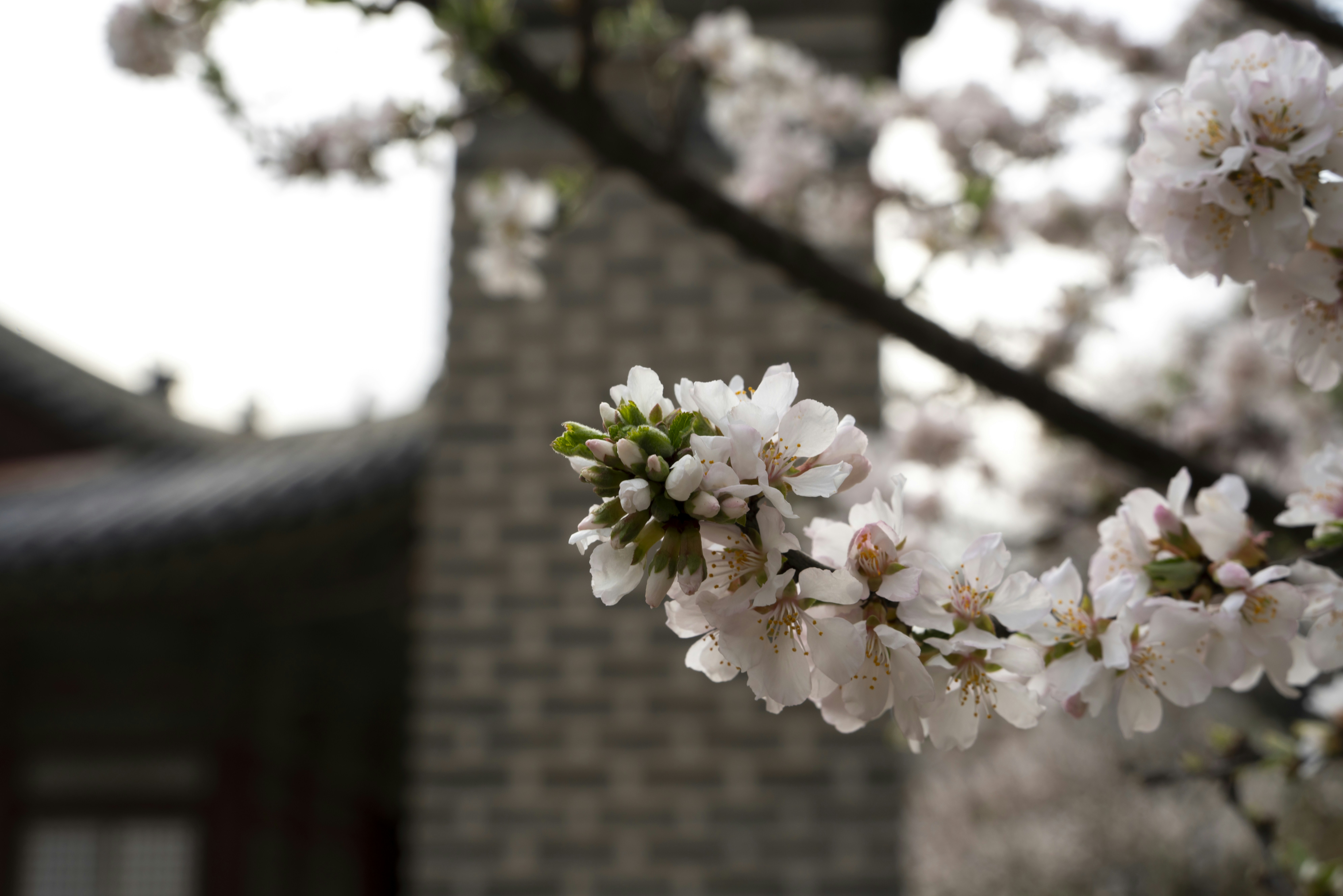 White blossoms on a tree branch in front of a blurred brick building.