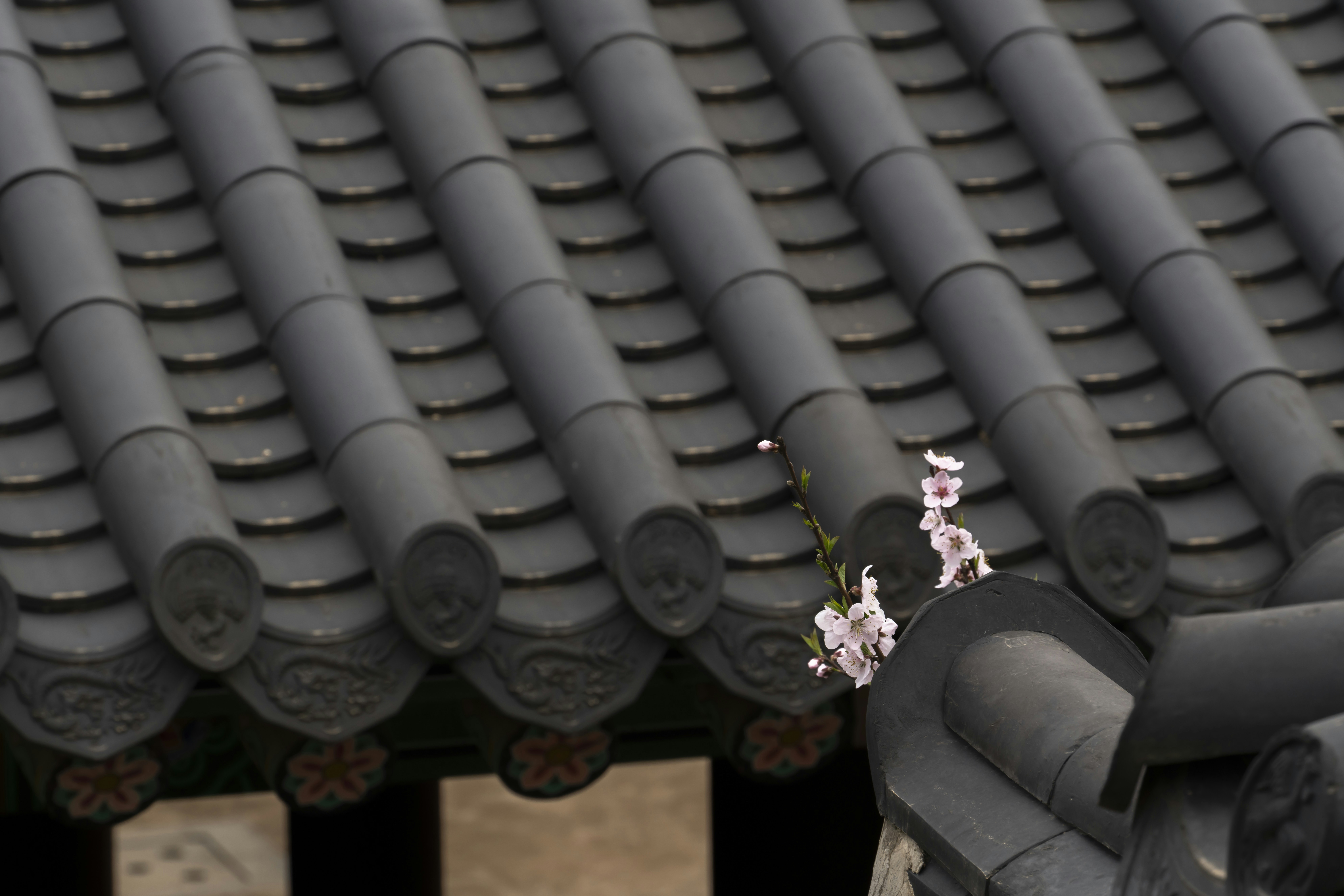 Petals on the Ridge: a Quiet Moment on a Traditional Tile Roof