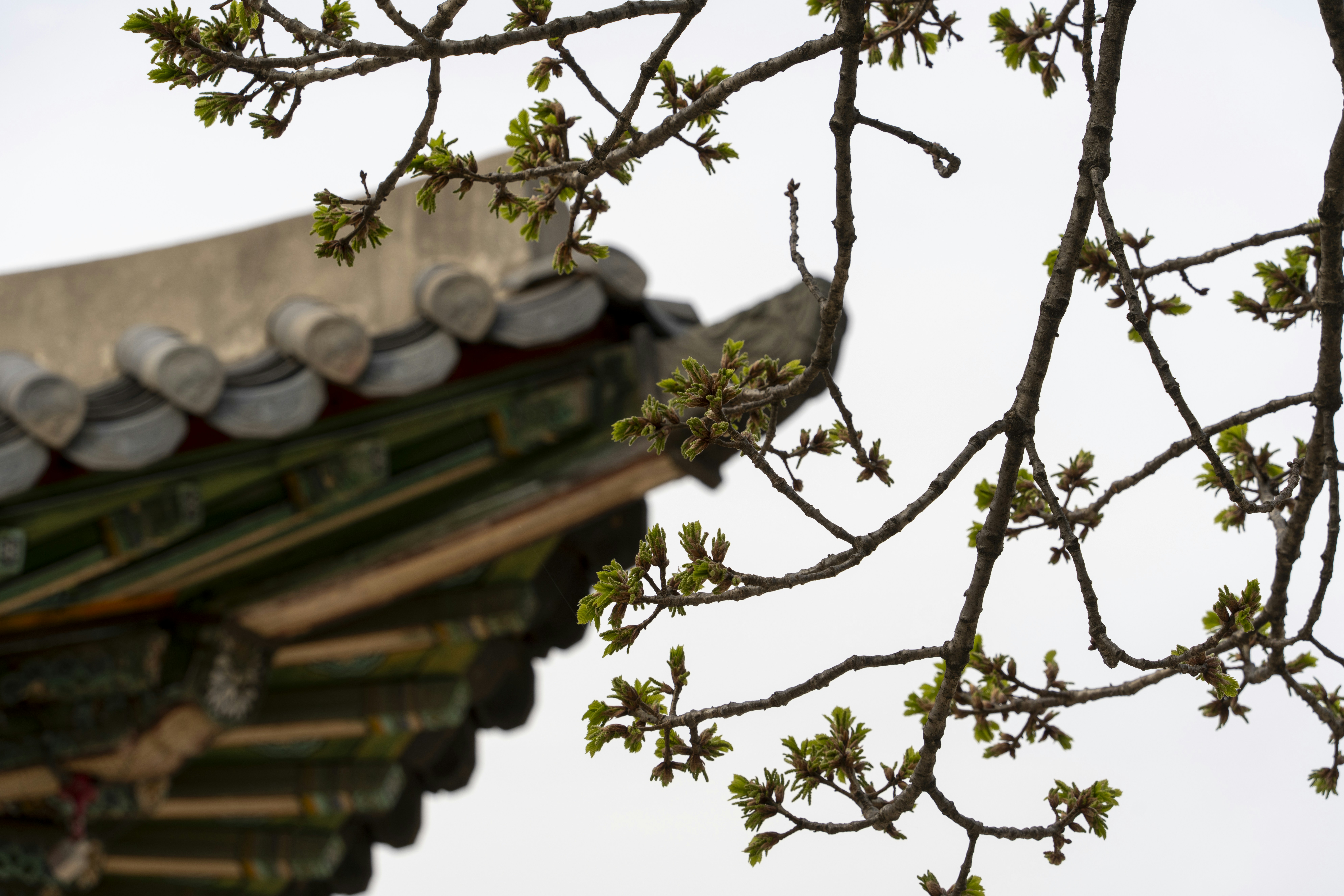 Spring Buds Framing a Historic Temple Roof