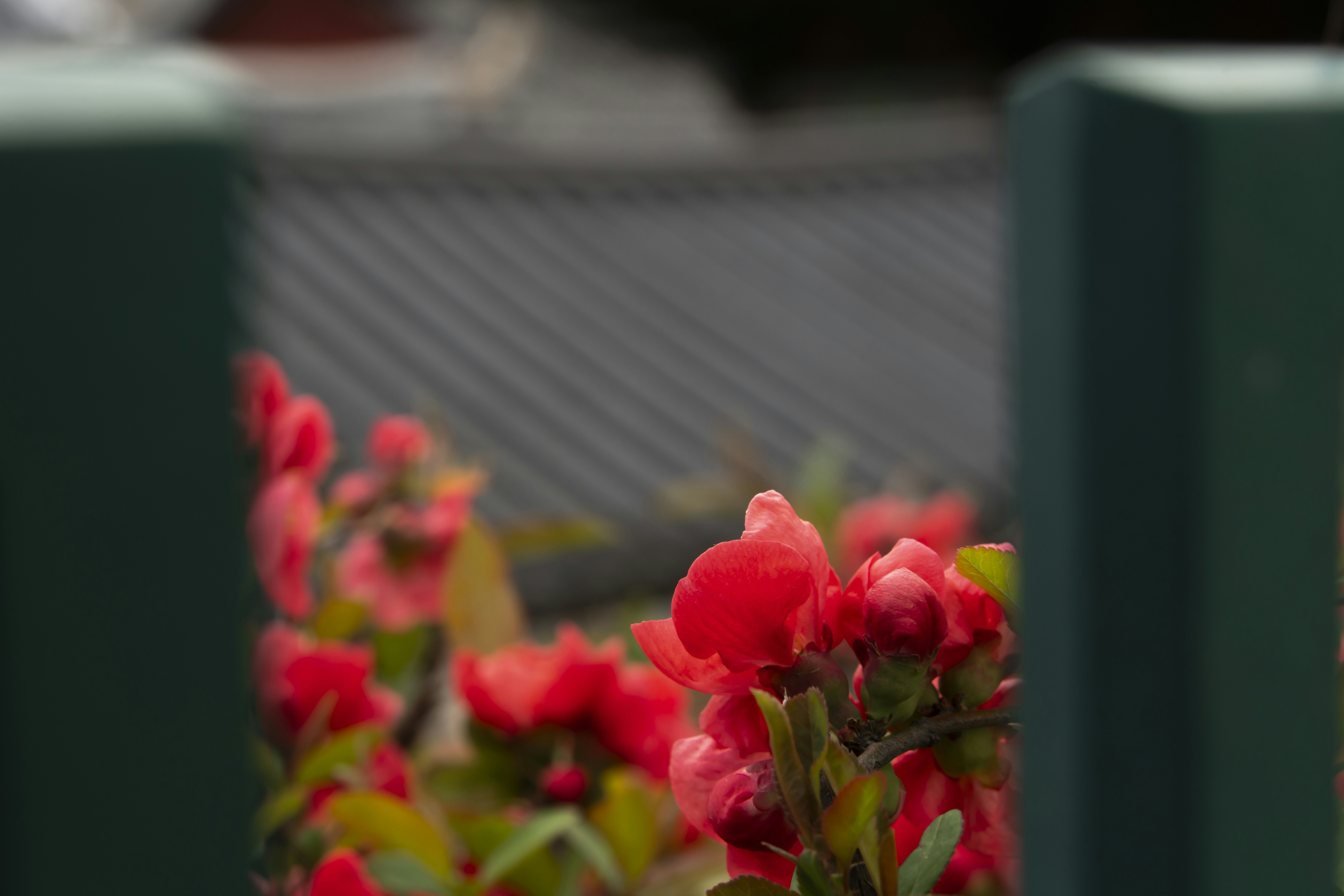 a bunch of red flowers that are by a fence