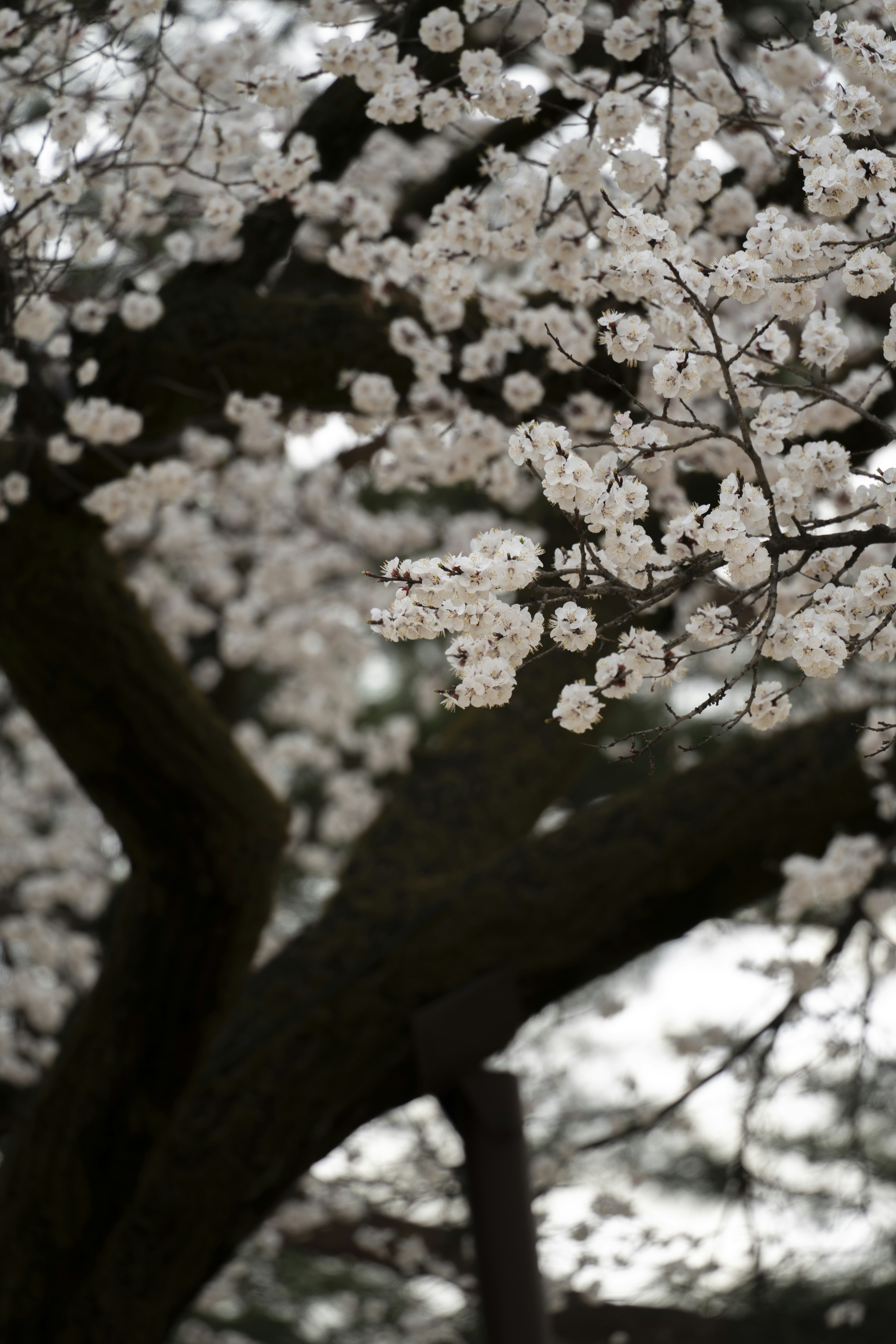 Blossoms in Soft Focus: A Tranquil Trunk Framed by White Petals