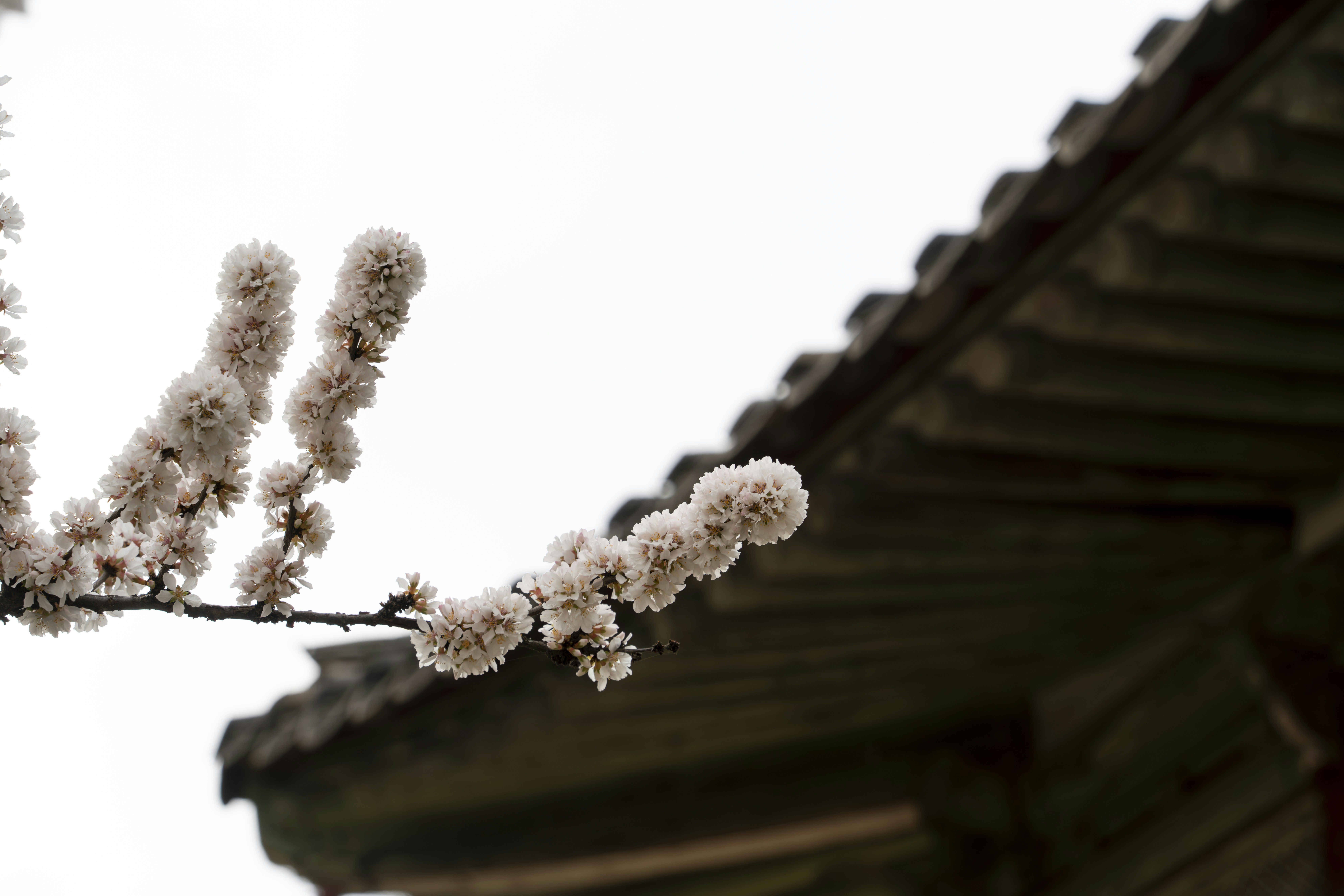 Snow-White Blossoms Framing a Quiet Eave