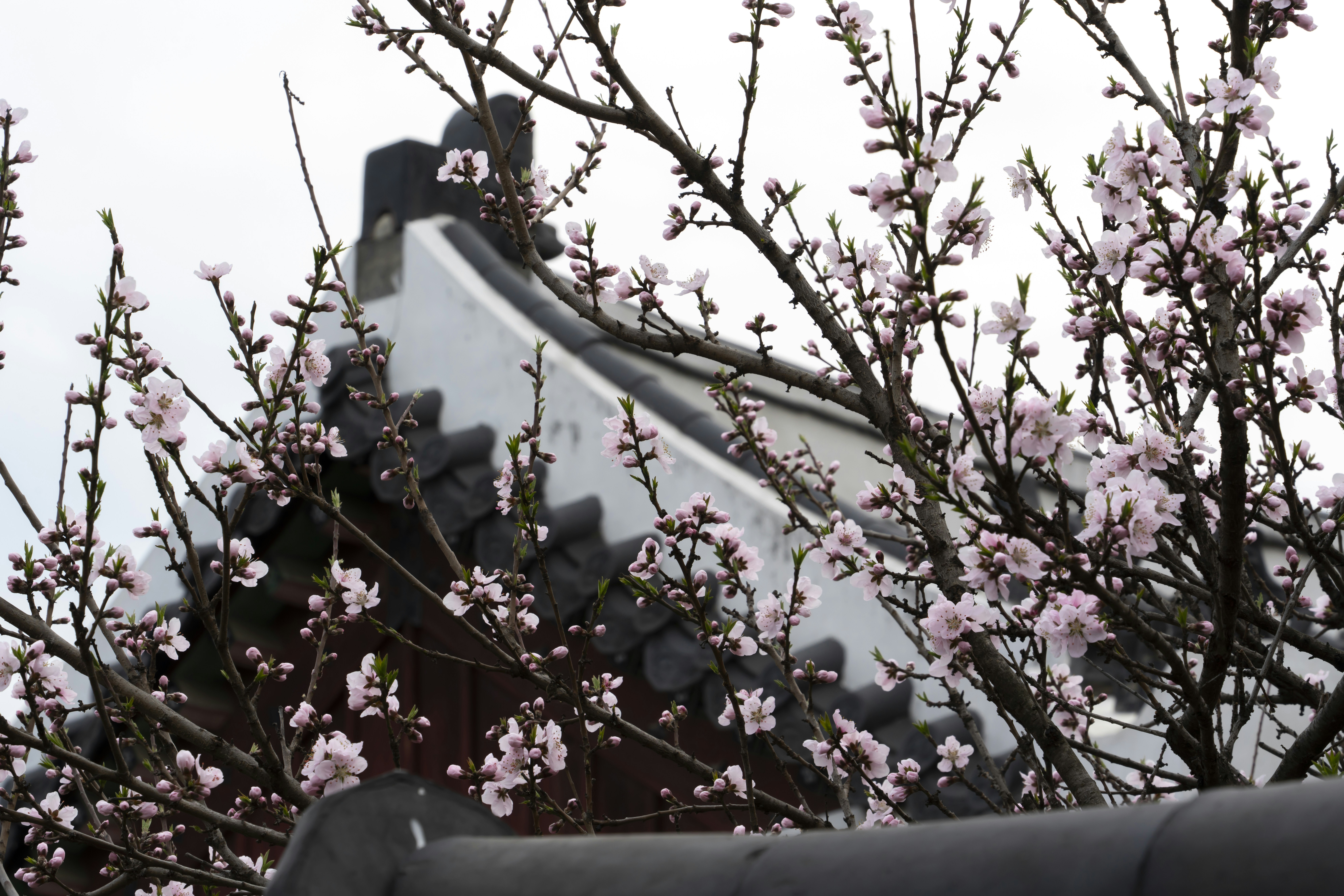 Petals Veiling a Quiet Temple Roof