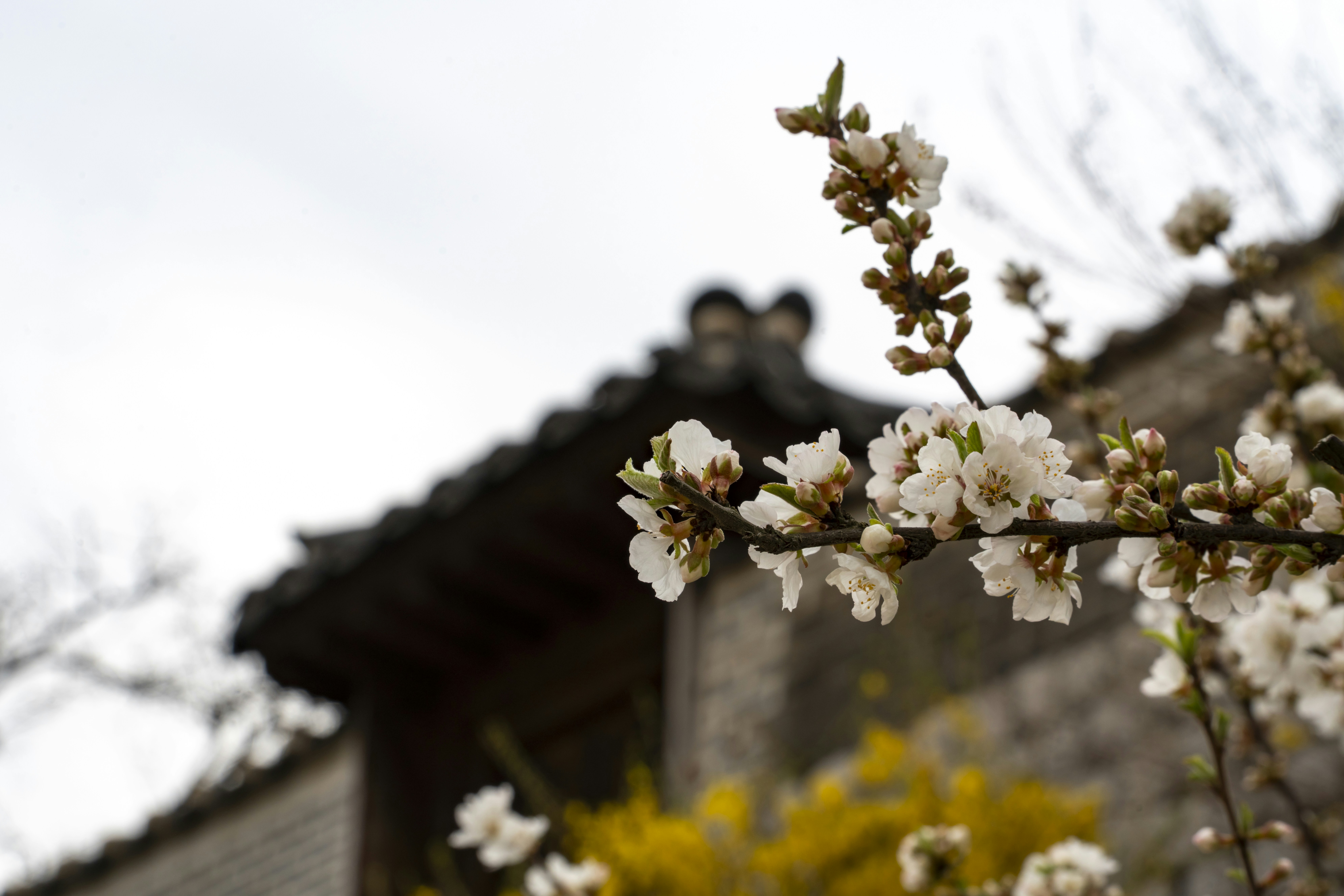 Petals in Focus: White Blossoms Framing a Weathered Roofline