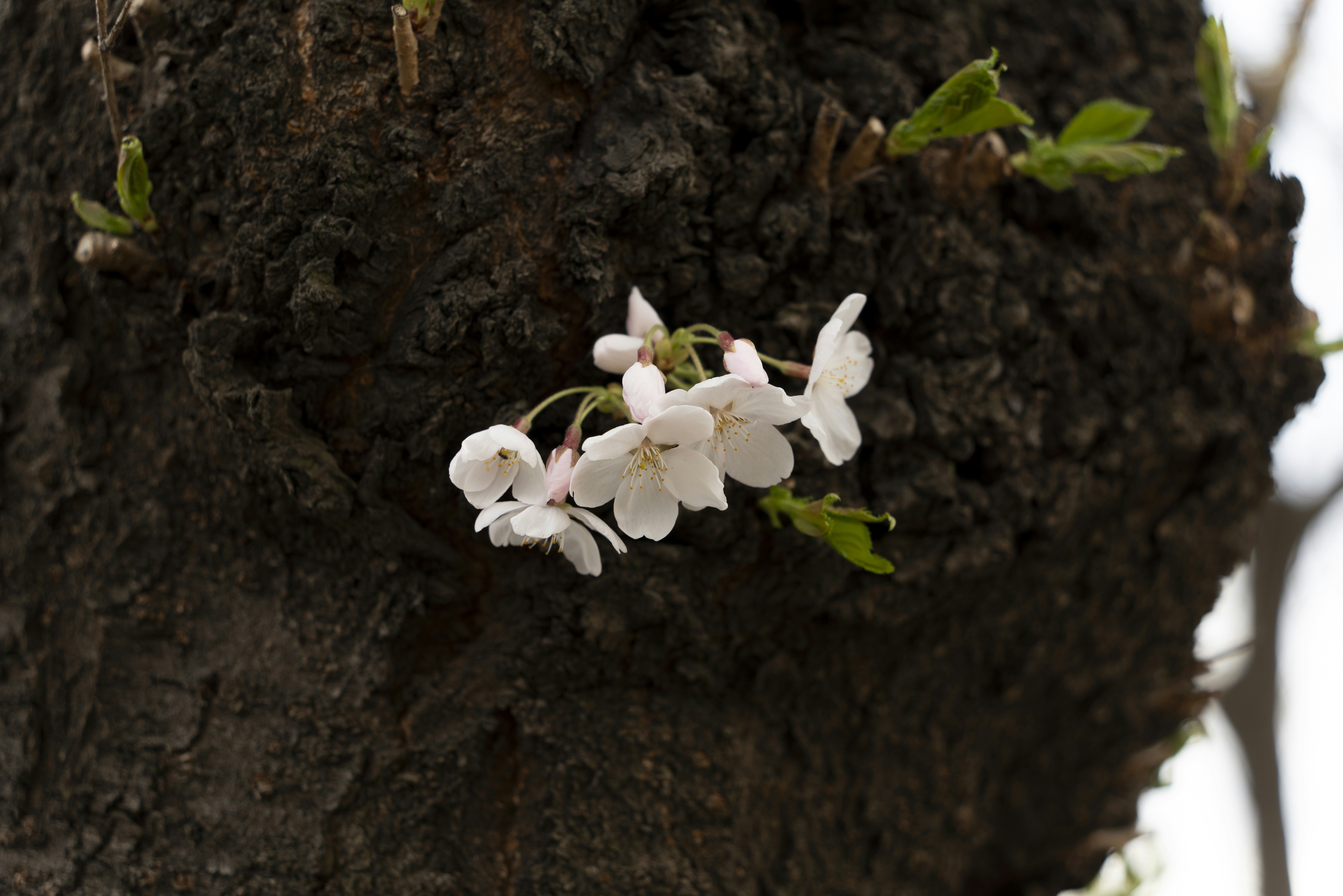 Petals on Weathered Bark: a Spring Moment