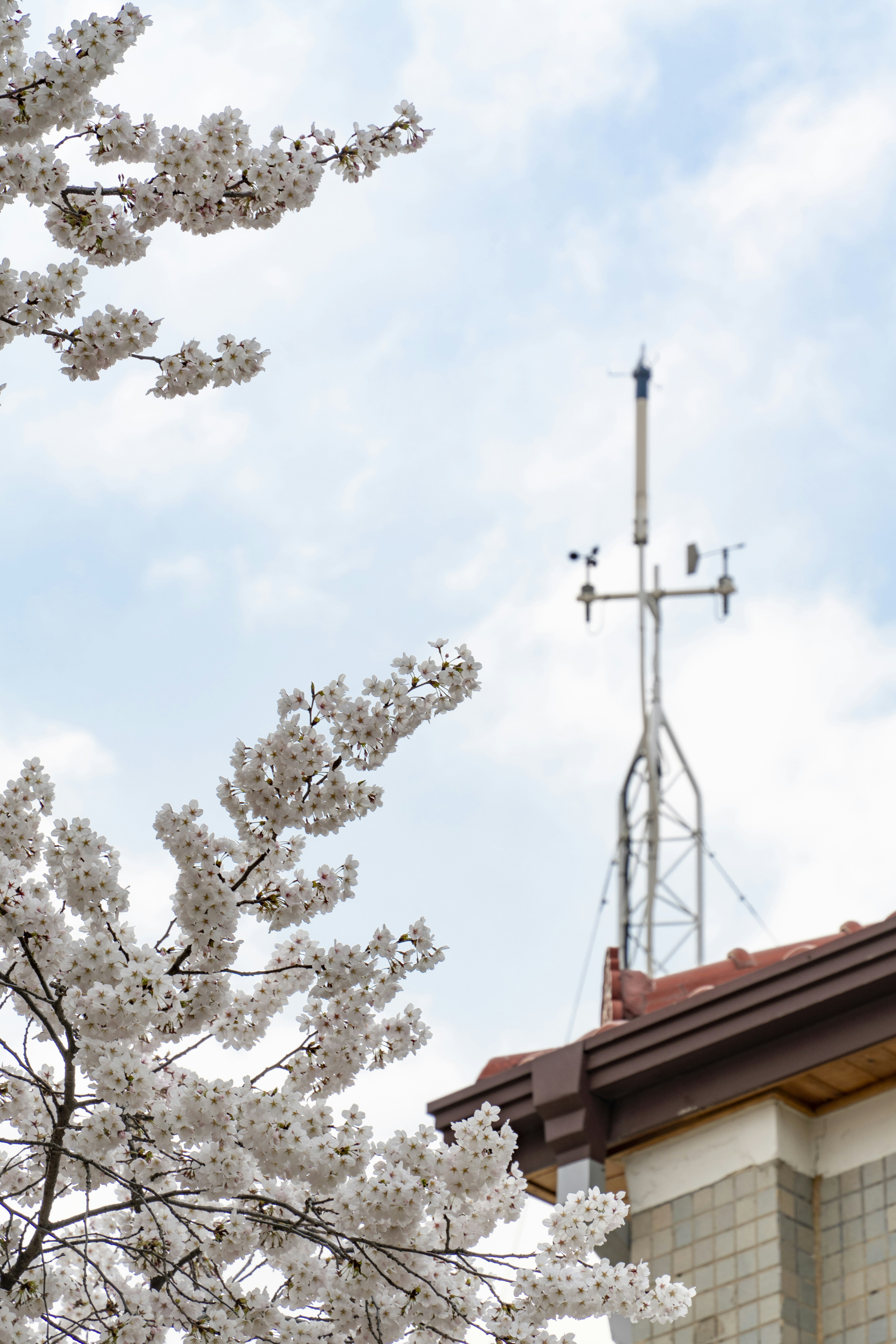 Cherry Blossoms Framing a Rooftop Mast Against a Spring Sky