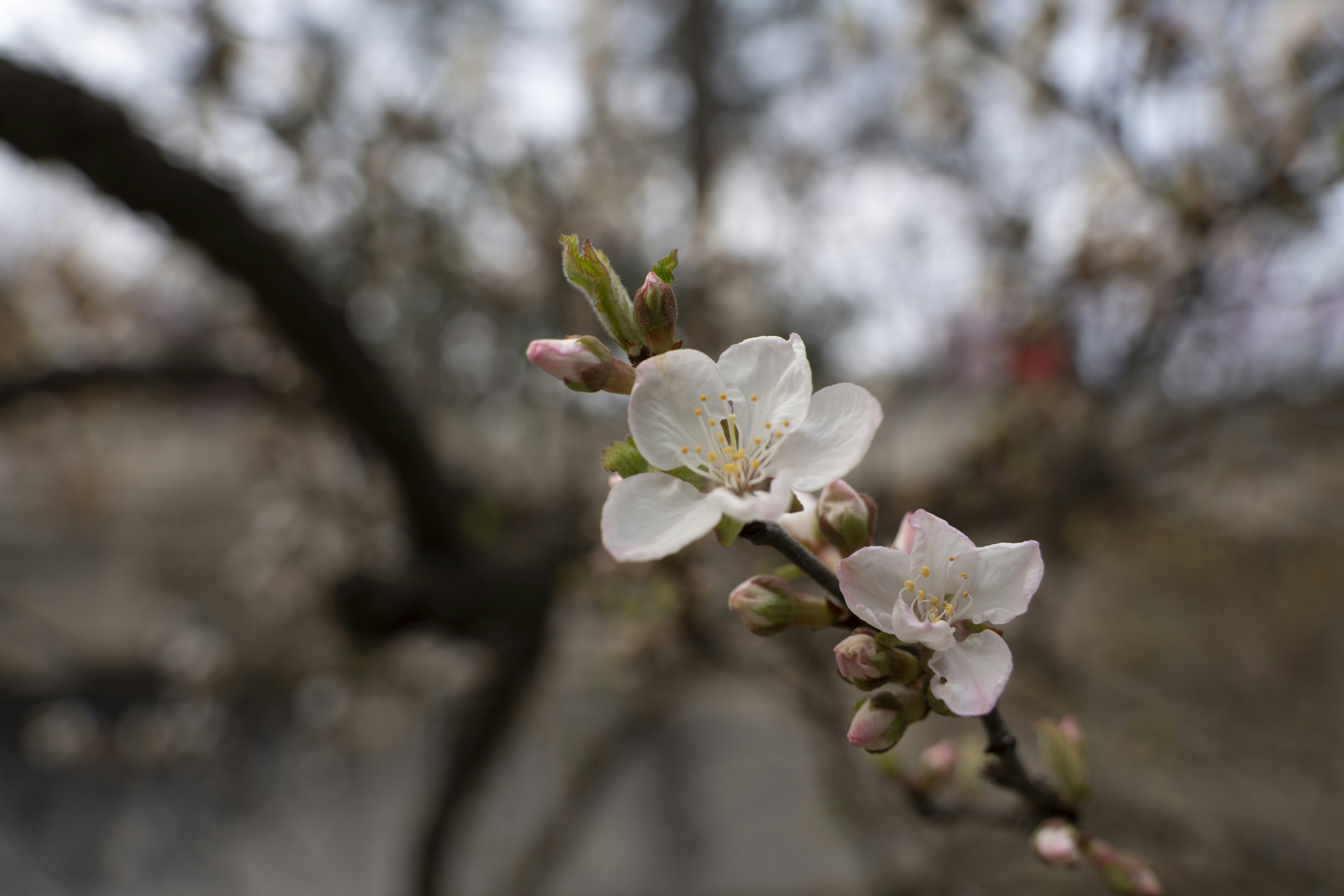 Solitary Cherry Blossom in Sharp Focus Amid Soft Spring Blur