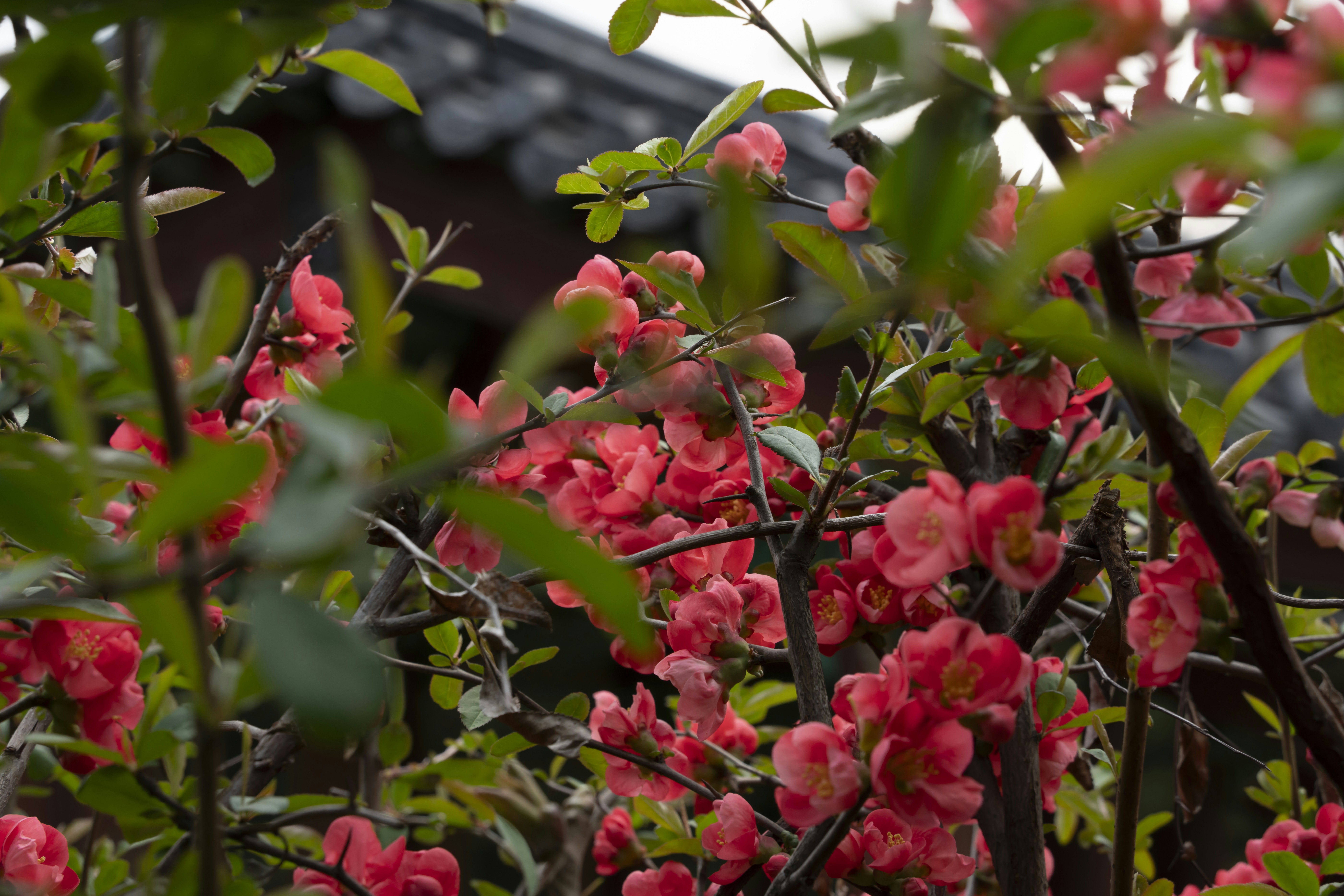 Scarlet Bloom Web: Spring Through a Tangle of Branches