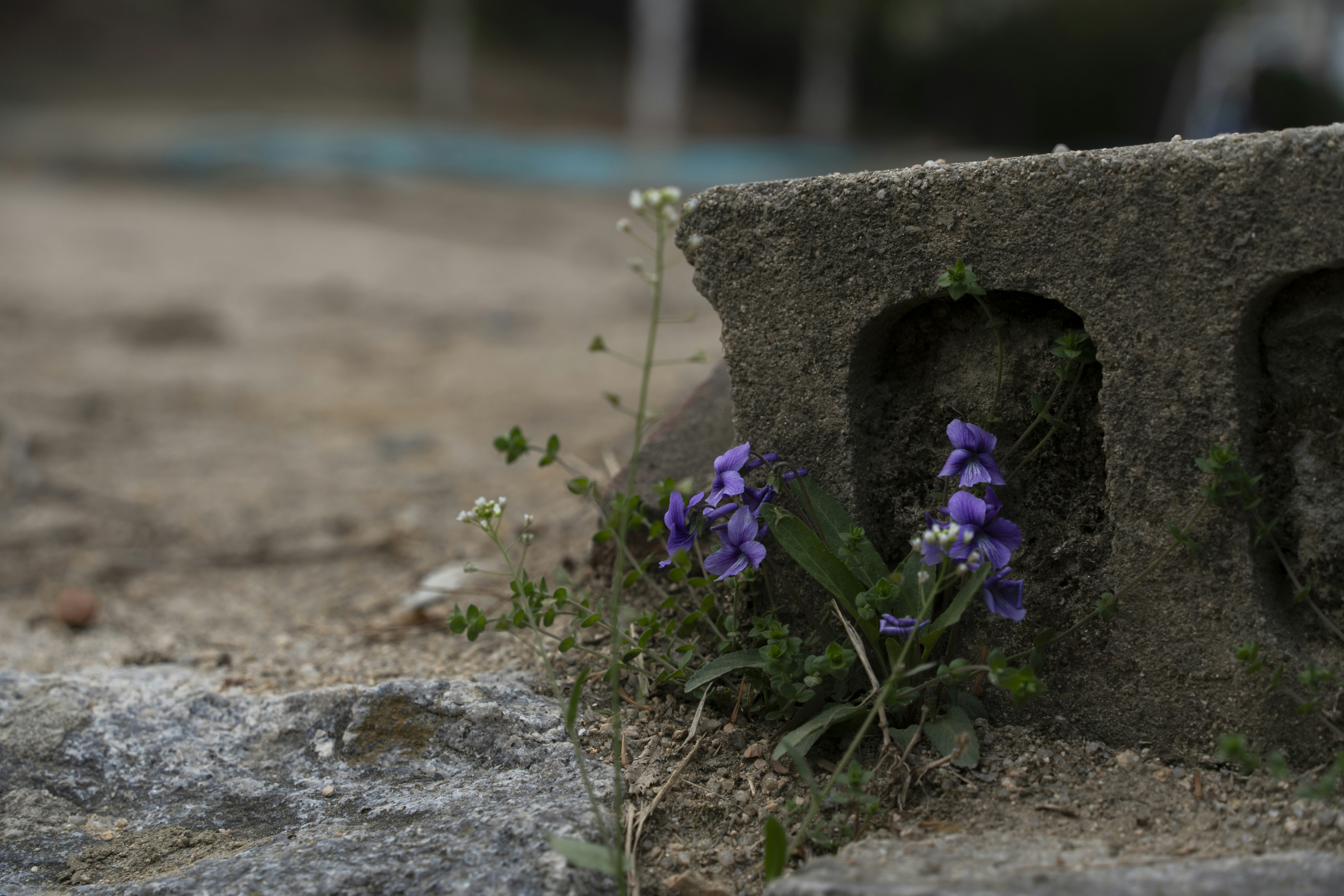 Resilience Among Ruins