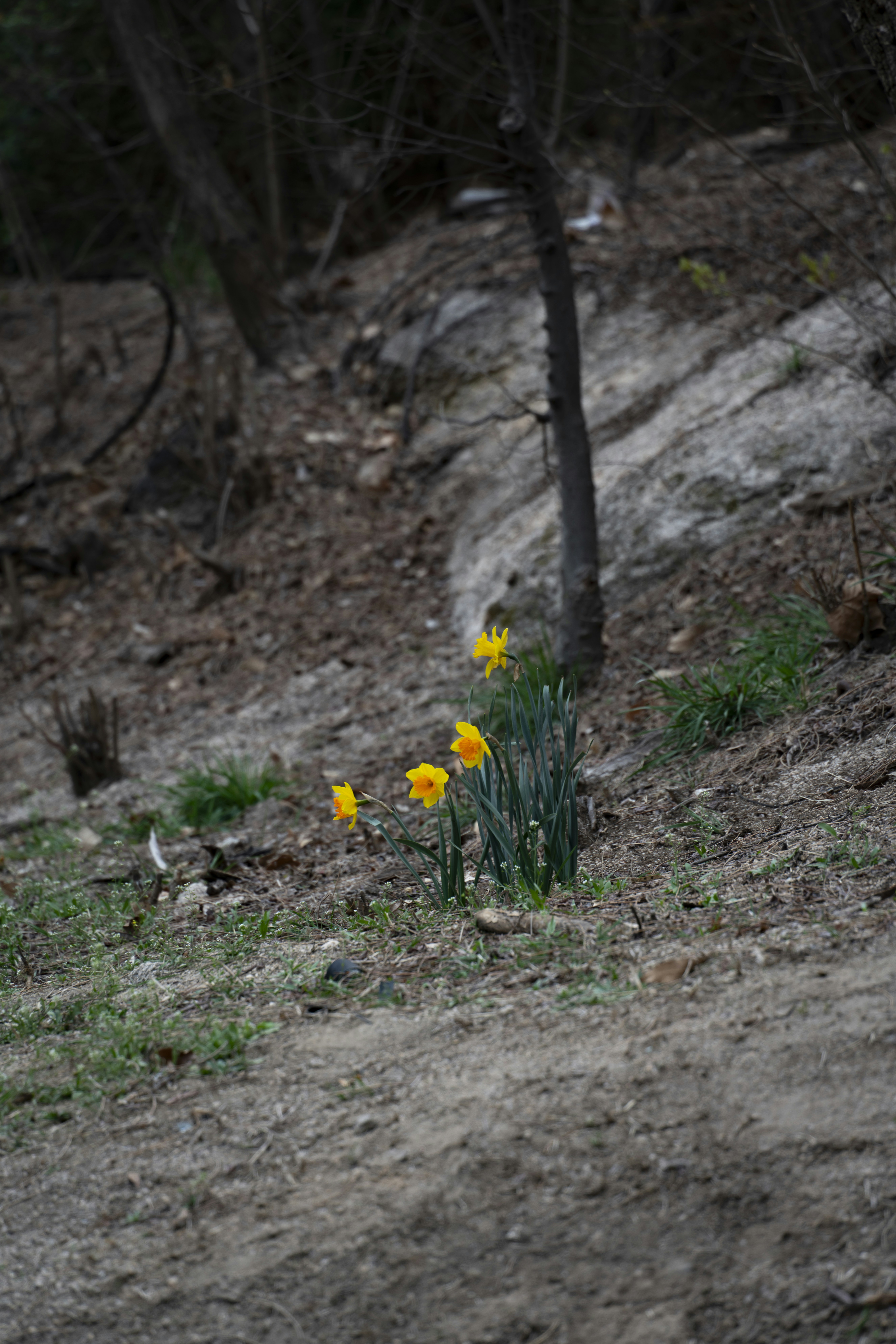 Yellow Sentinels at the Slope's Edge